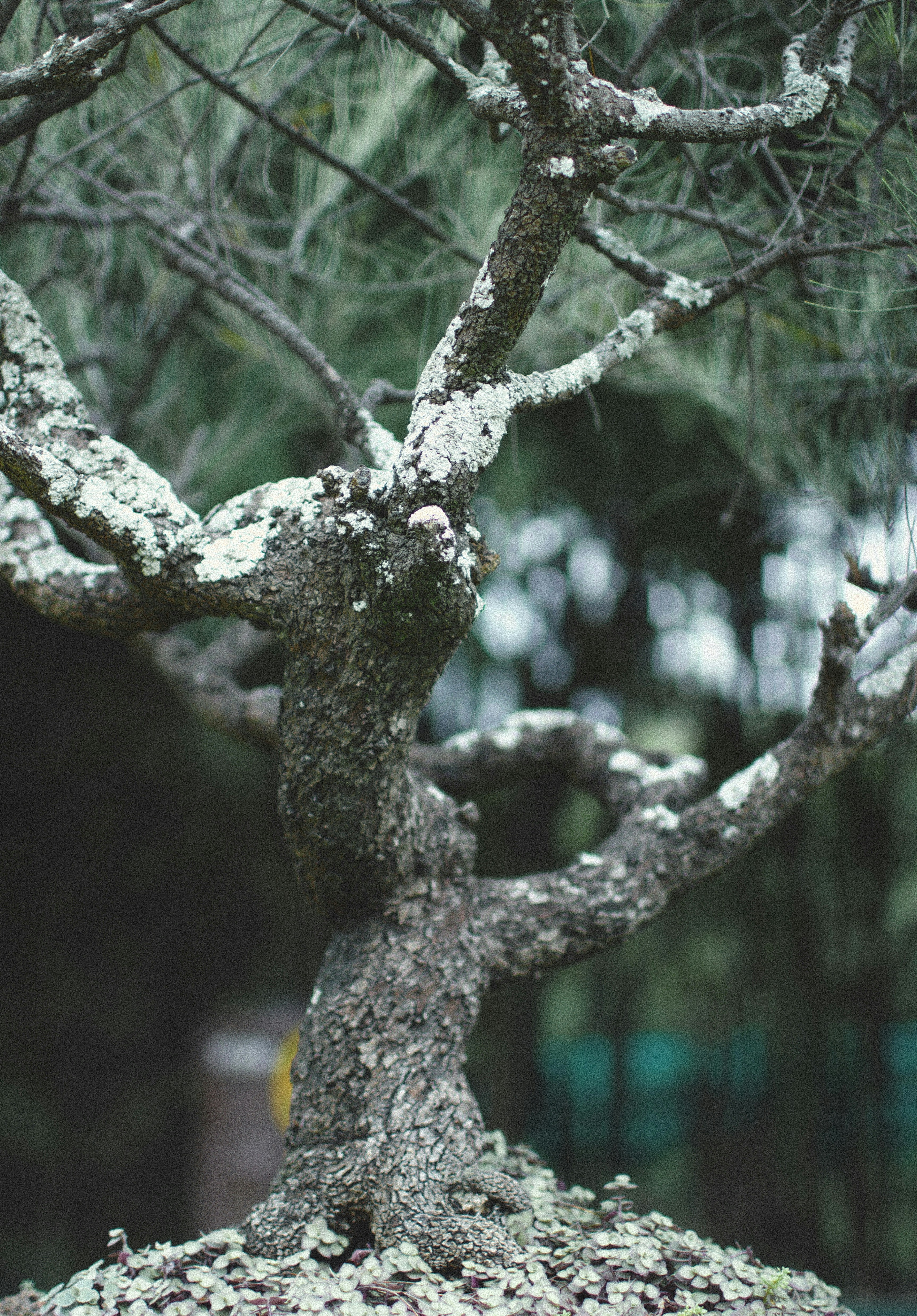 Intricately gnarled bonsai tree with textured bark and moss, set against a blurred green background. A testament to nature's artistry.