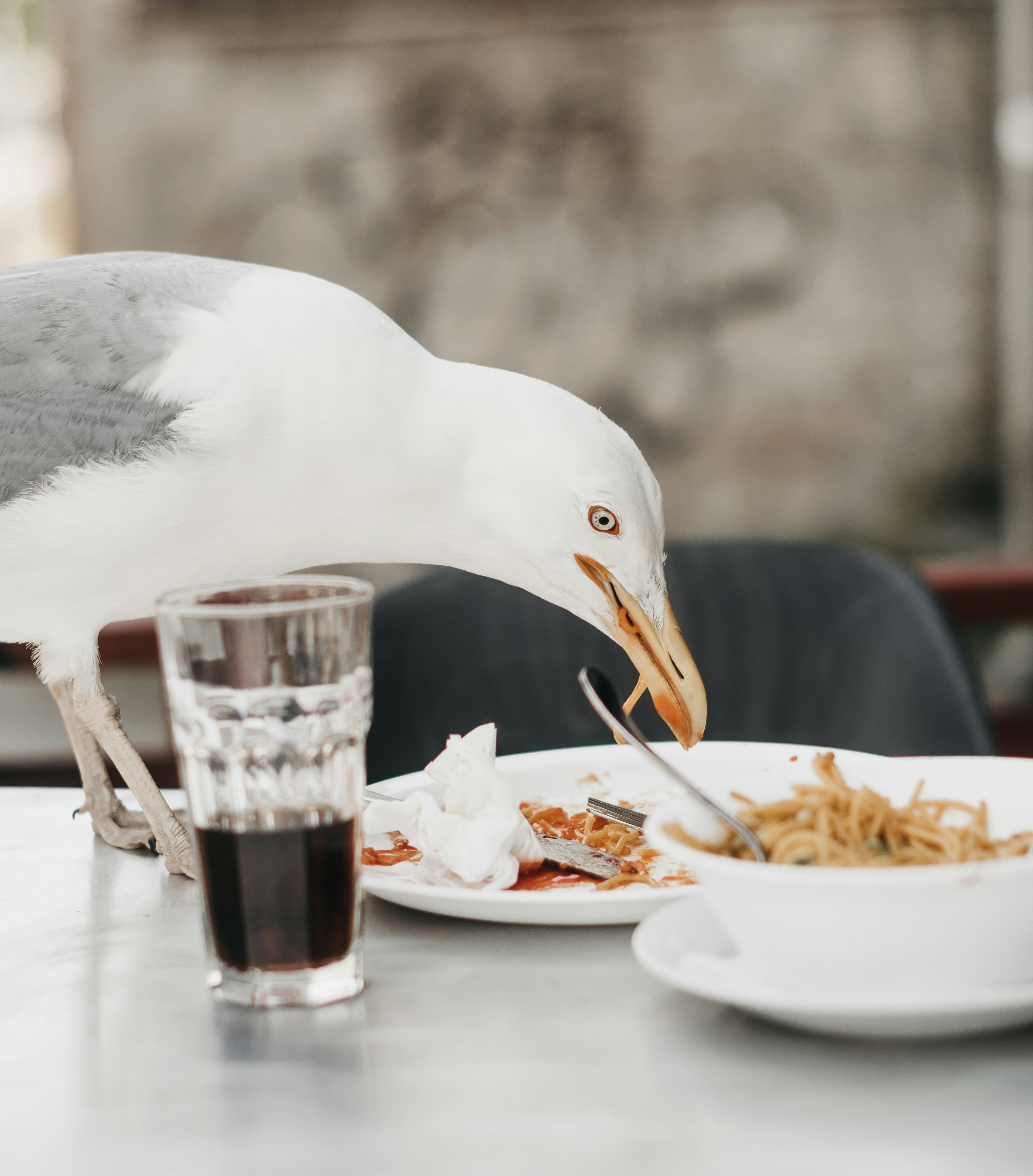 A seagull curiously inspecting a plate of leftover pasta and sauce on a dining table, accompanied by a glass of water and a dark beverage.