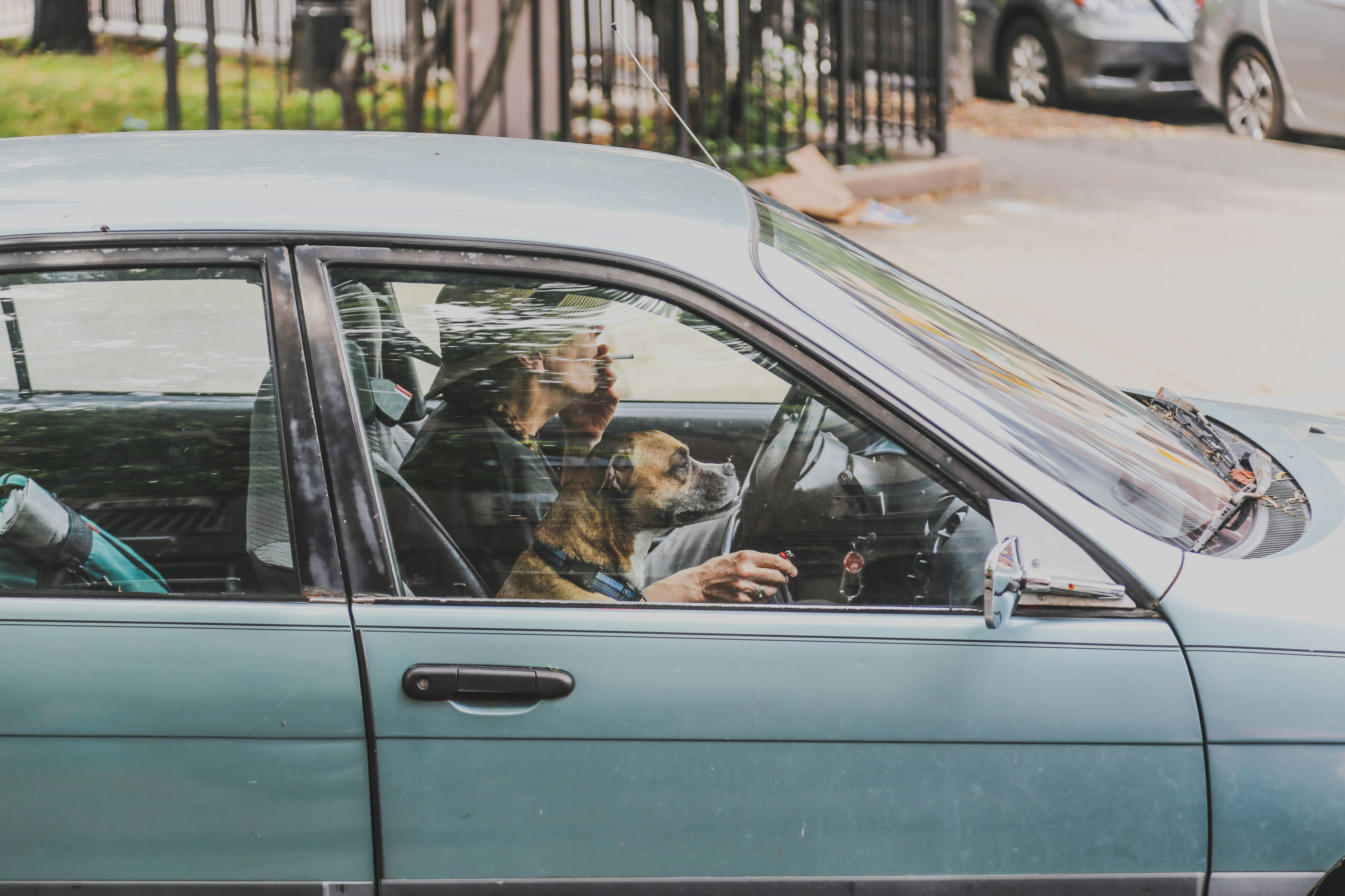 A person and a dog sit together in a car, embodying companionship during travel. The scene captures a moment of connection between them.