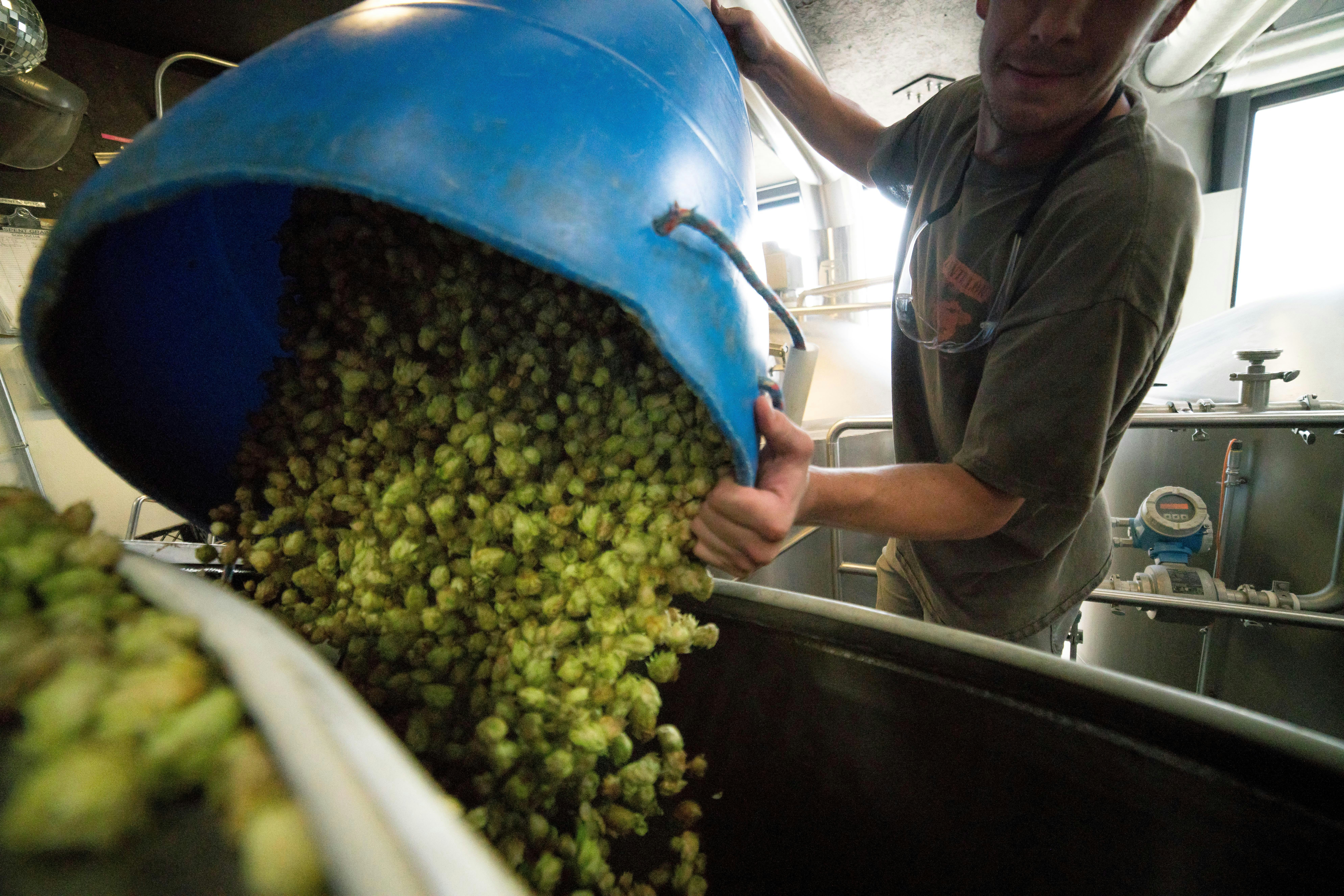 Blue Bucket Cascade: Fresh Hops Pouring into a Brewery Hopper