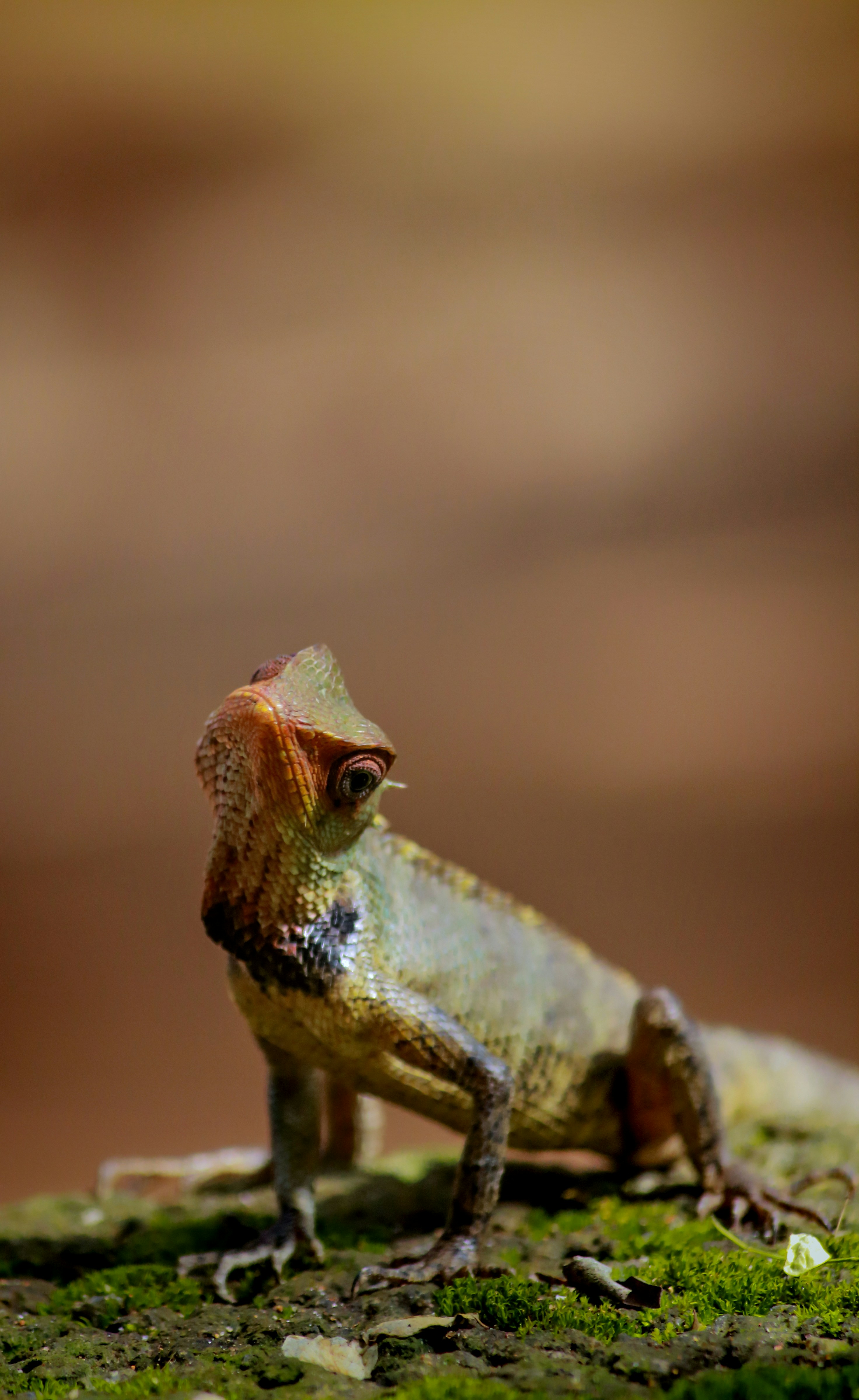 Mossy Perch Sentinel: Close-Up of a Lizard's Watchful Eye