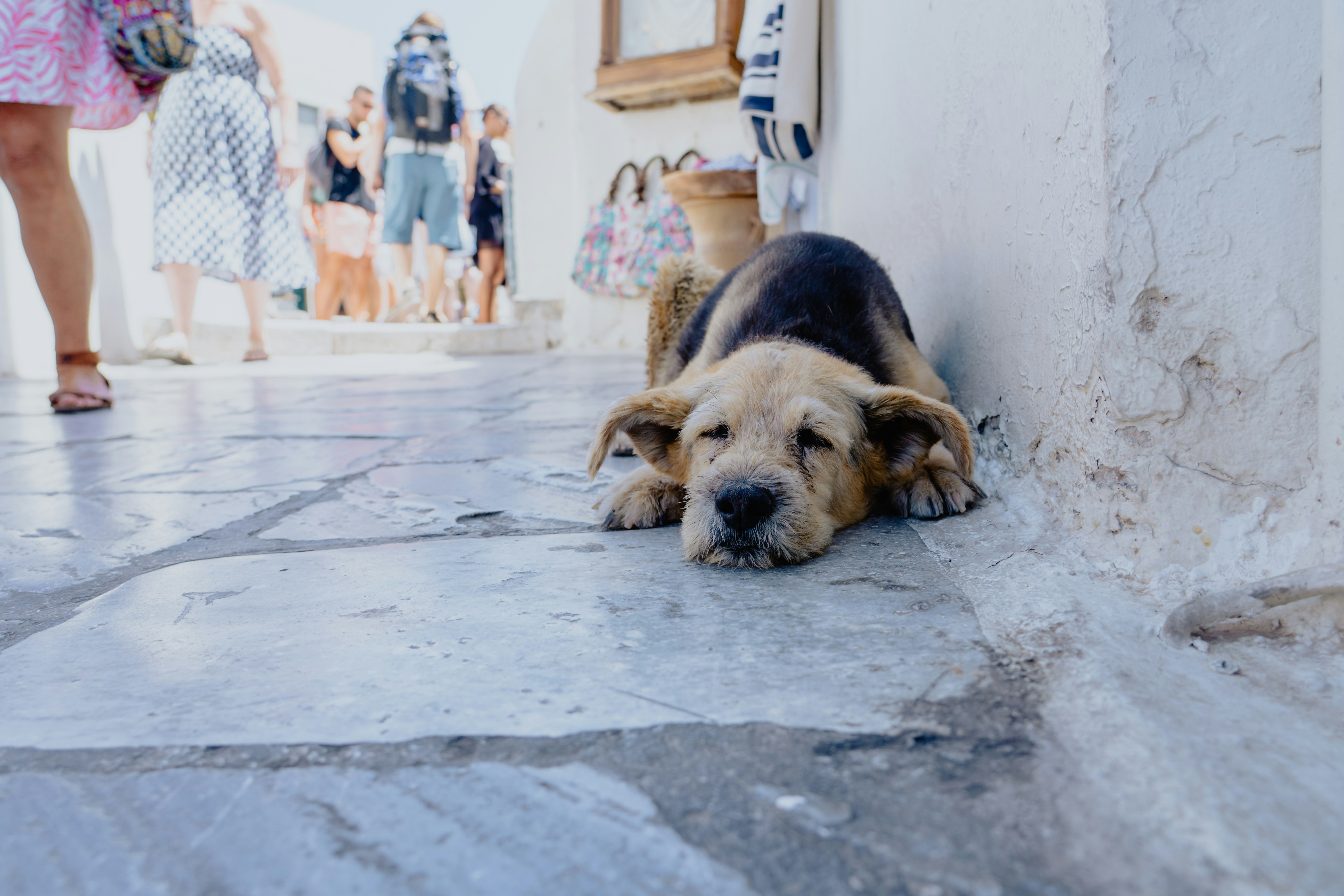A tired puppy resting on a cobblestone path, surrounded by bustling pedestrians in a vibrant setting.