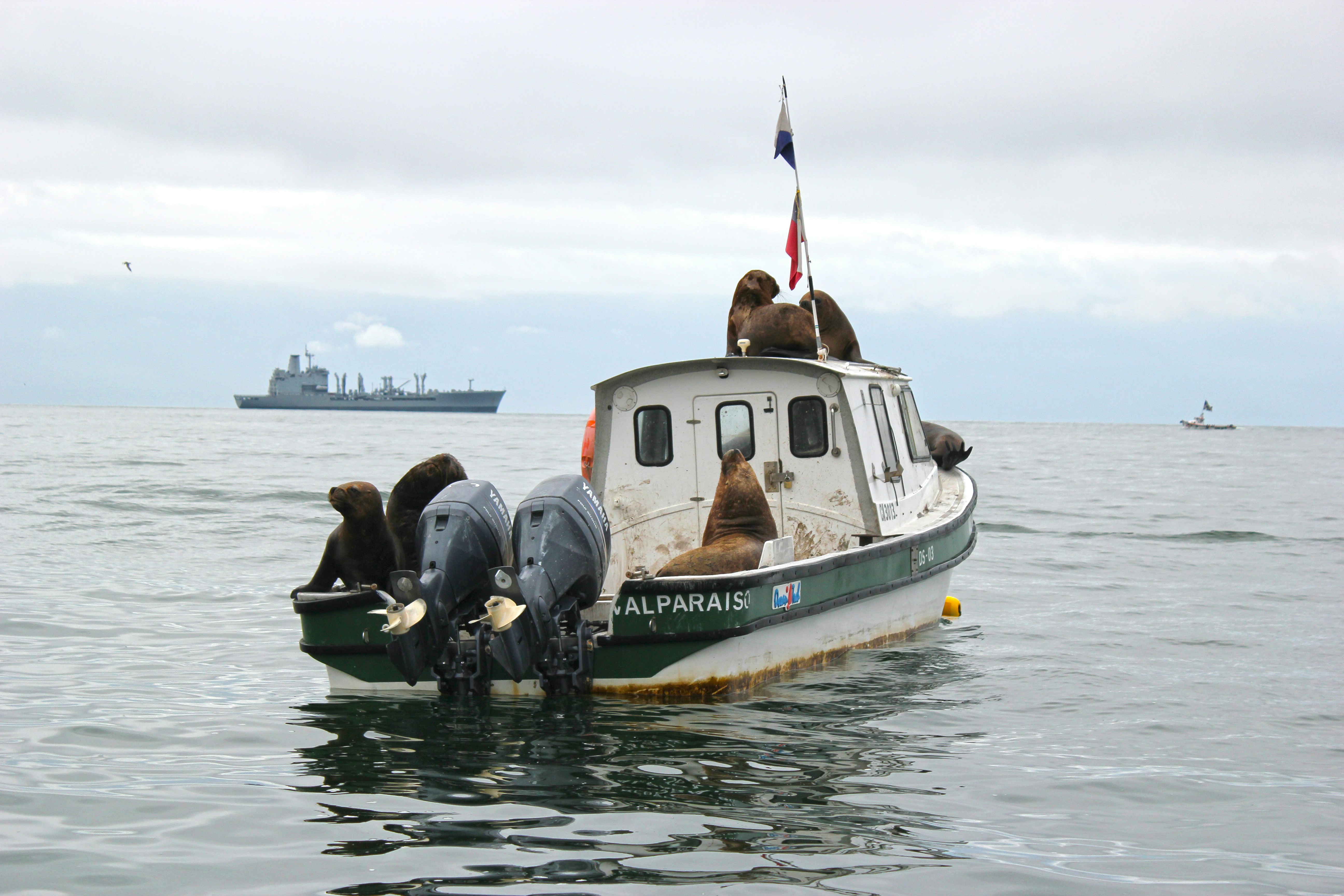 A boat adorned with sea lions rests on calm waters, framed by distant ships and a cloudy sky.
