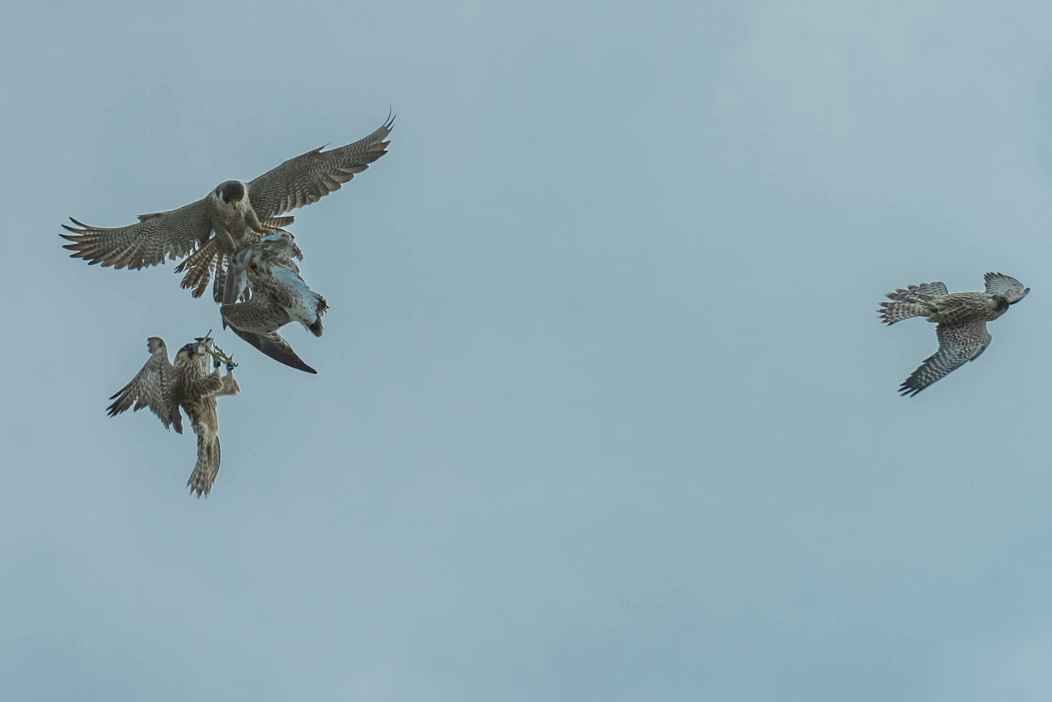 Three birds of prey soaring against a clear blue sky.