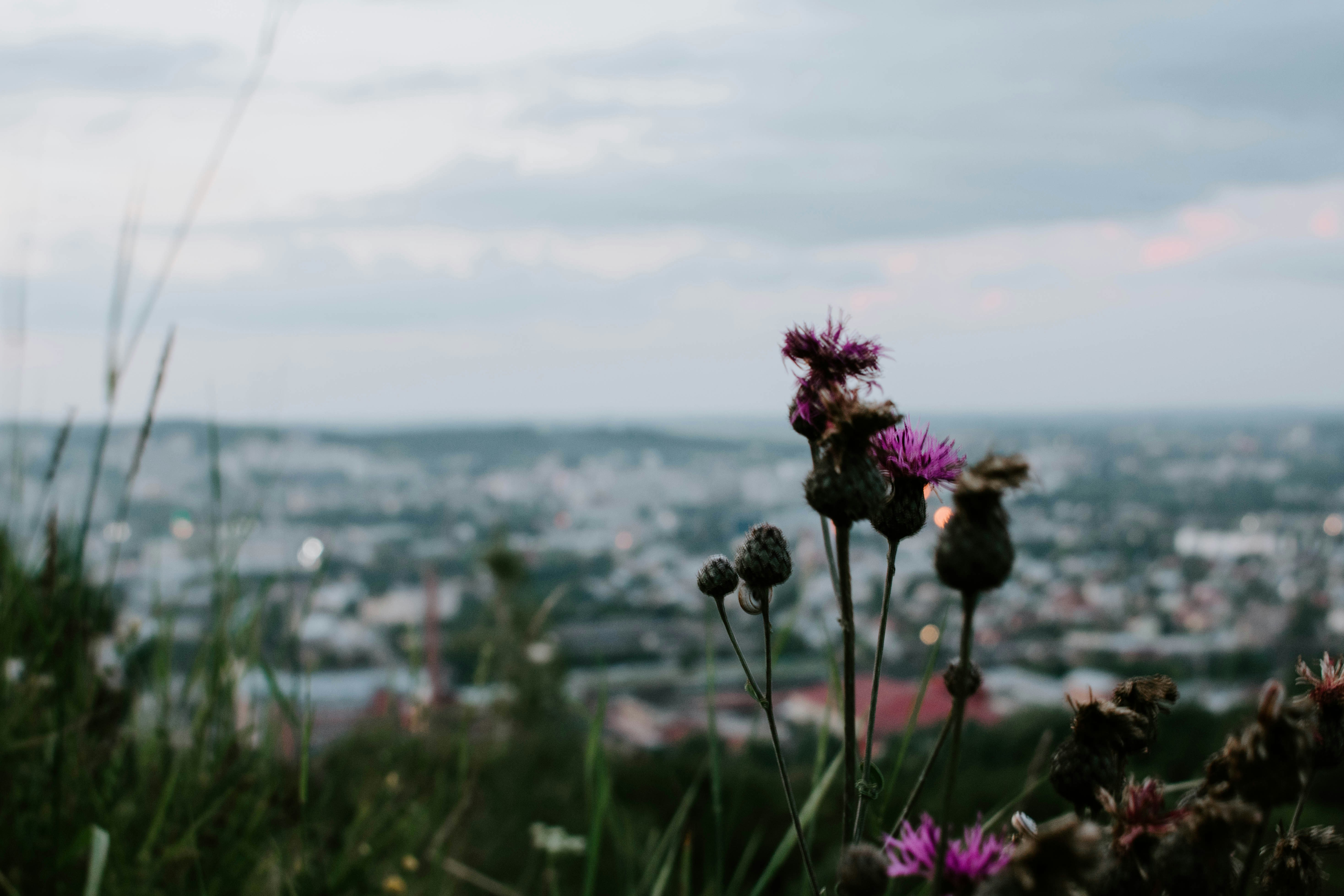 Cityscape behind lonely flowers