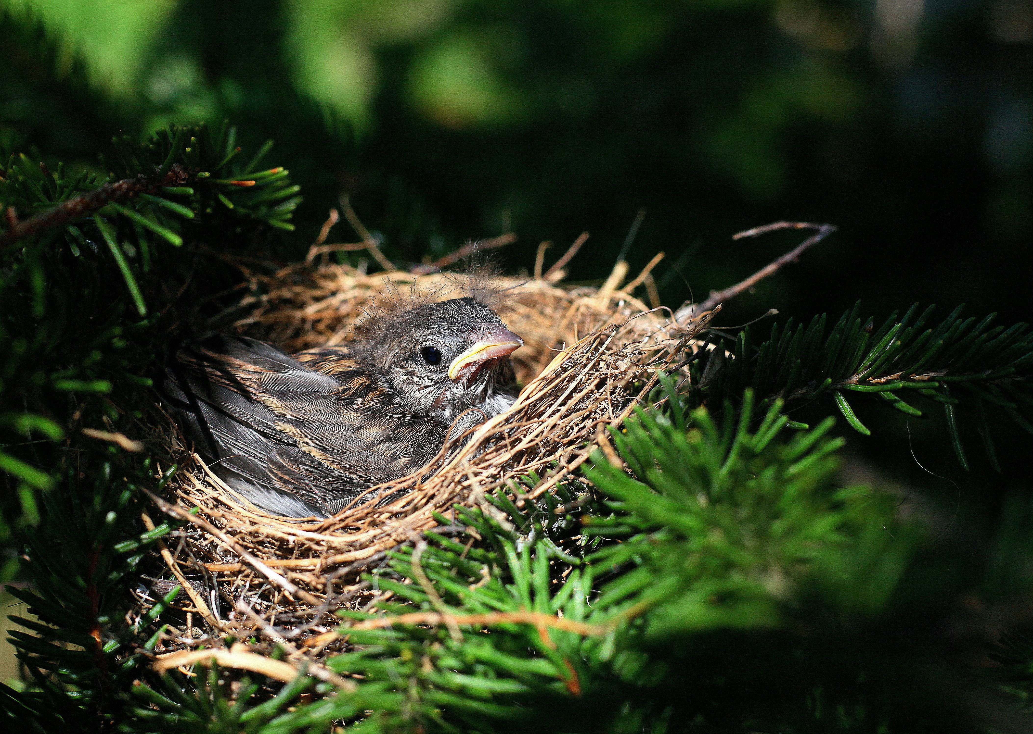A young bird nestled in a natural nest surrounded by green foliage, capturing a moment of vulnerability and new beginnings.