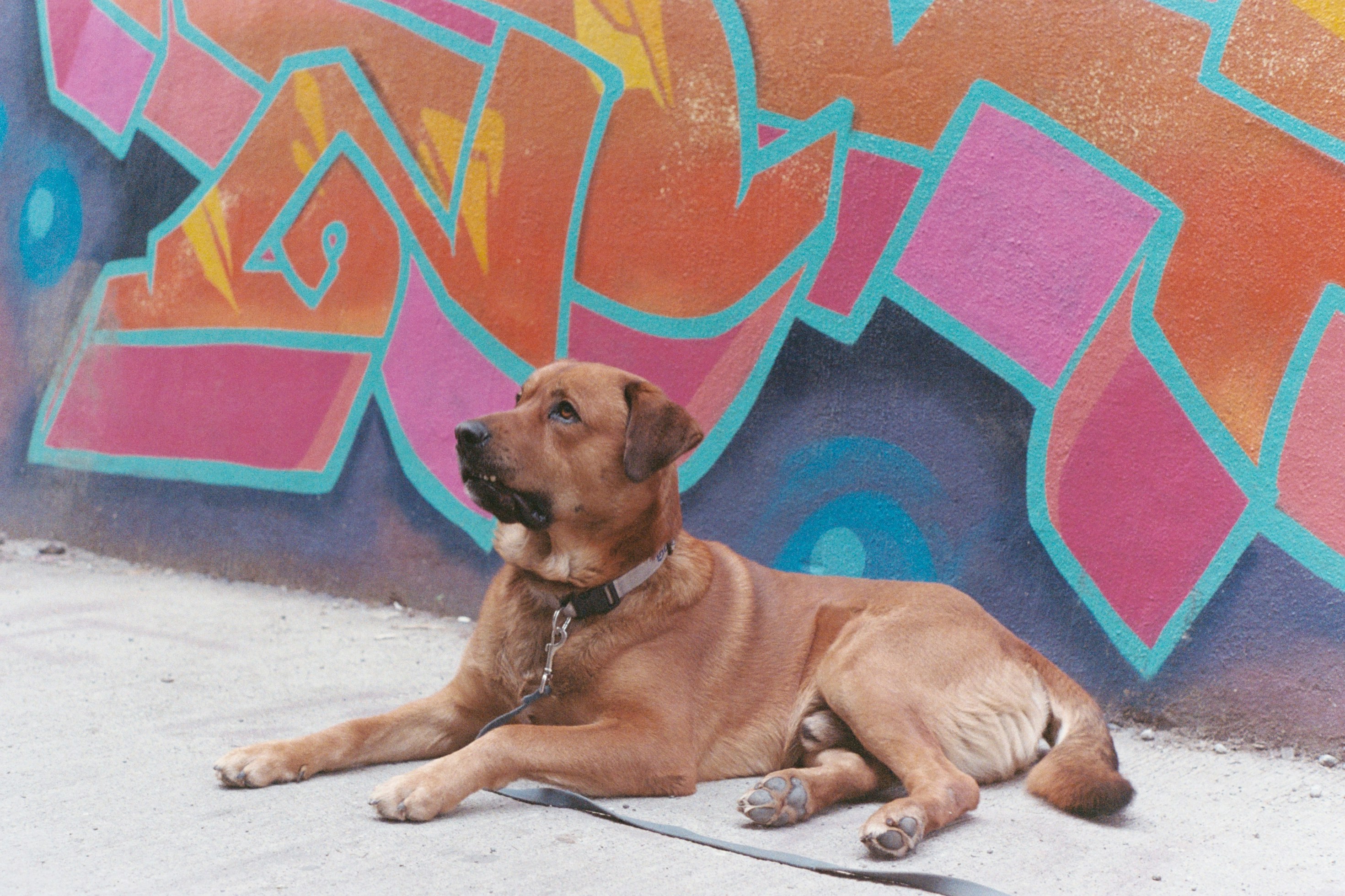A relaxed dog lounging against a vibrant graffiti wall, showcasing a blend of colors and urban art.