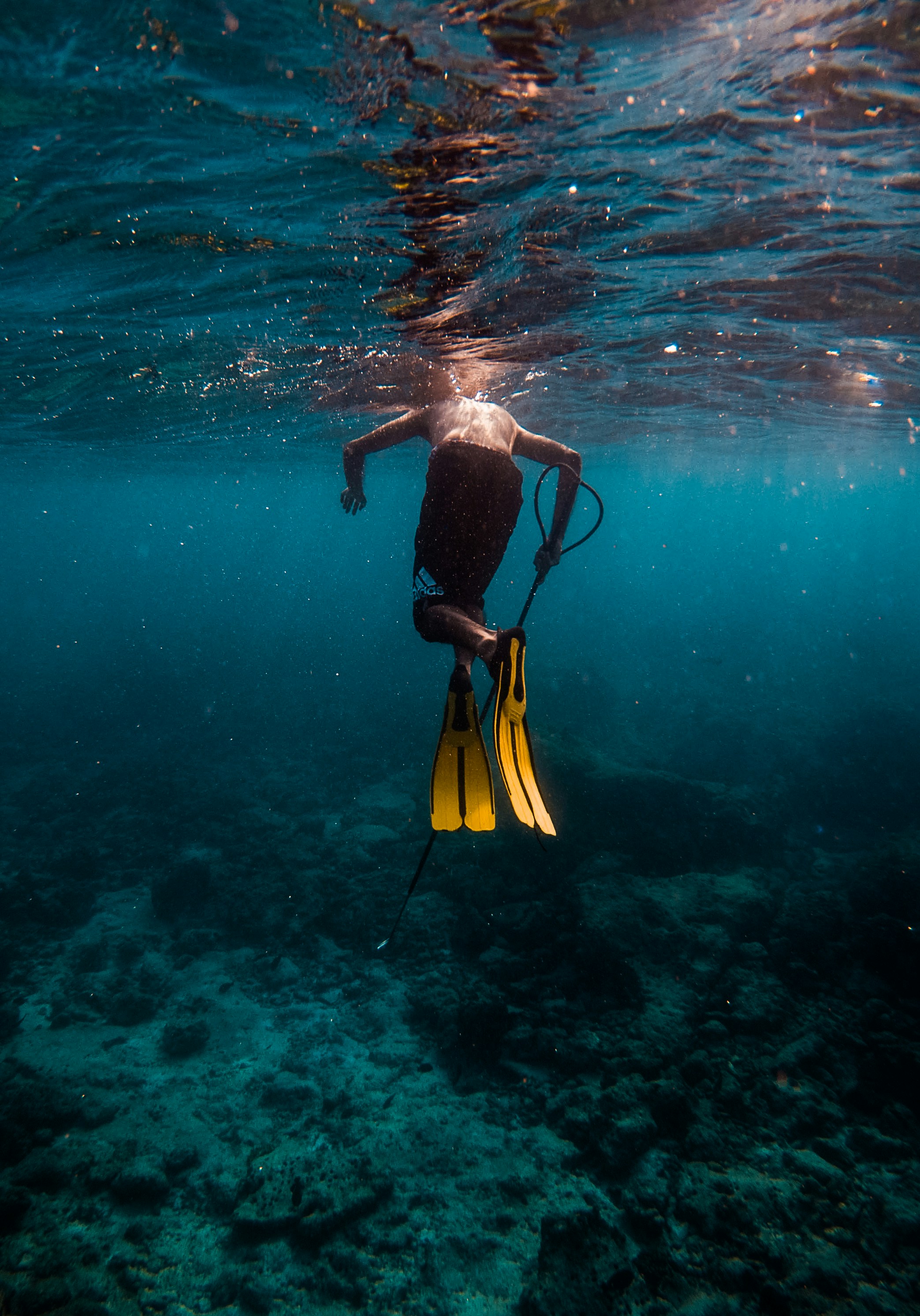 Spearfishing Pictures | Download Free Images on Unsplash