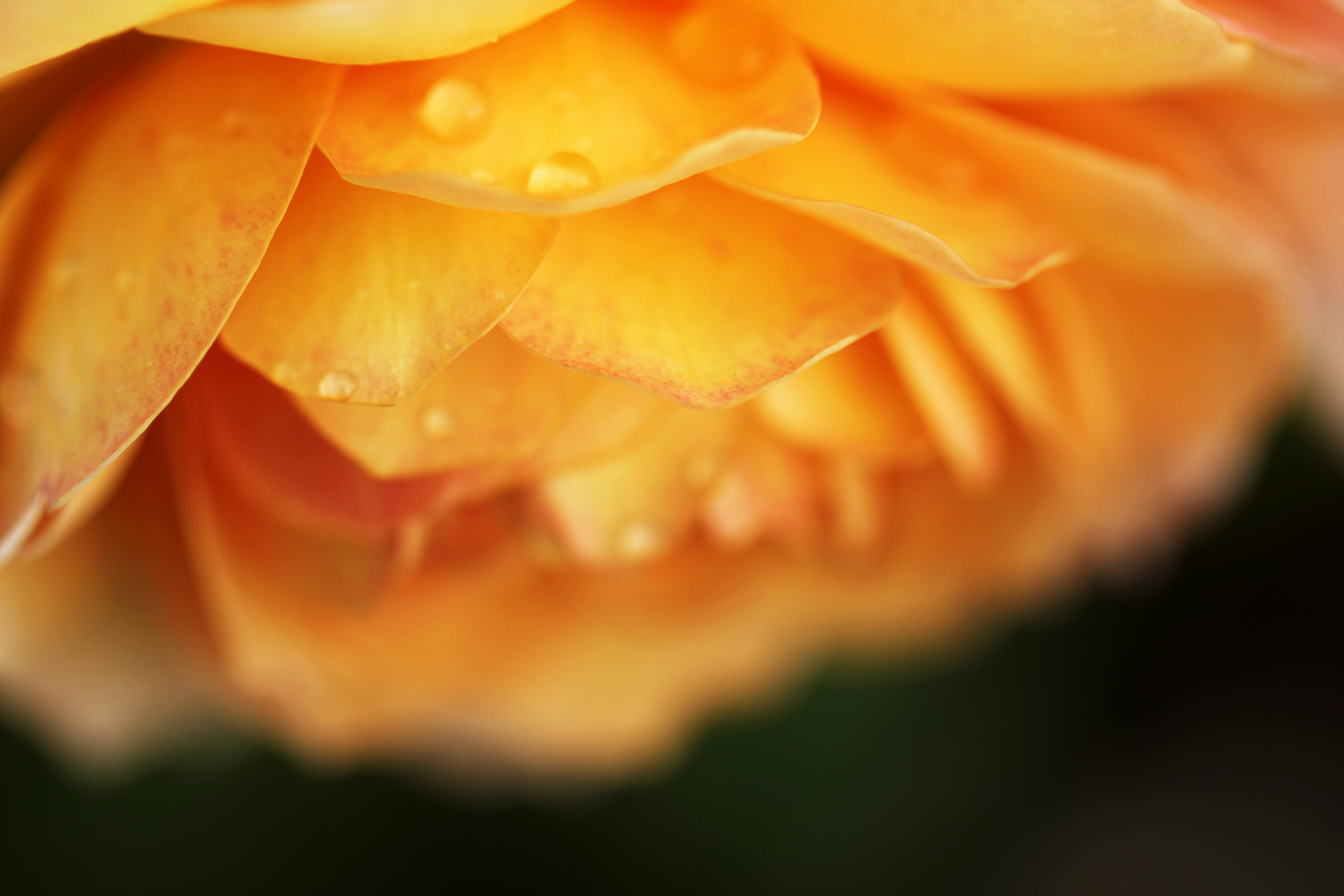Dew-kissed orange petals: a macro moment of morning light
