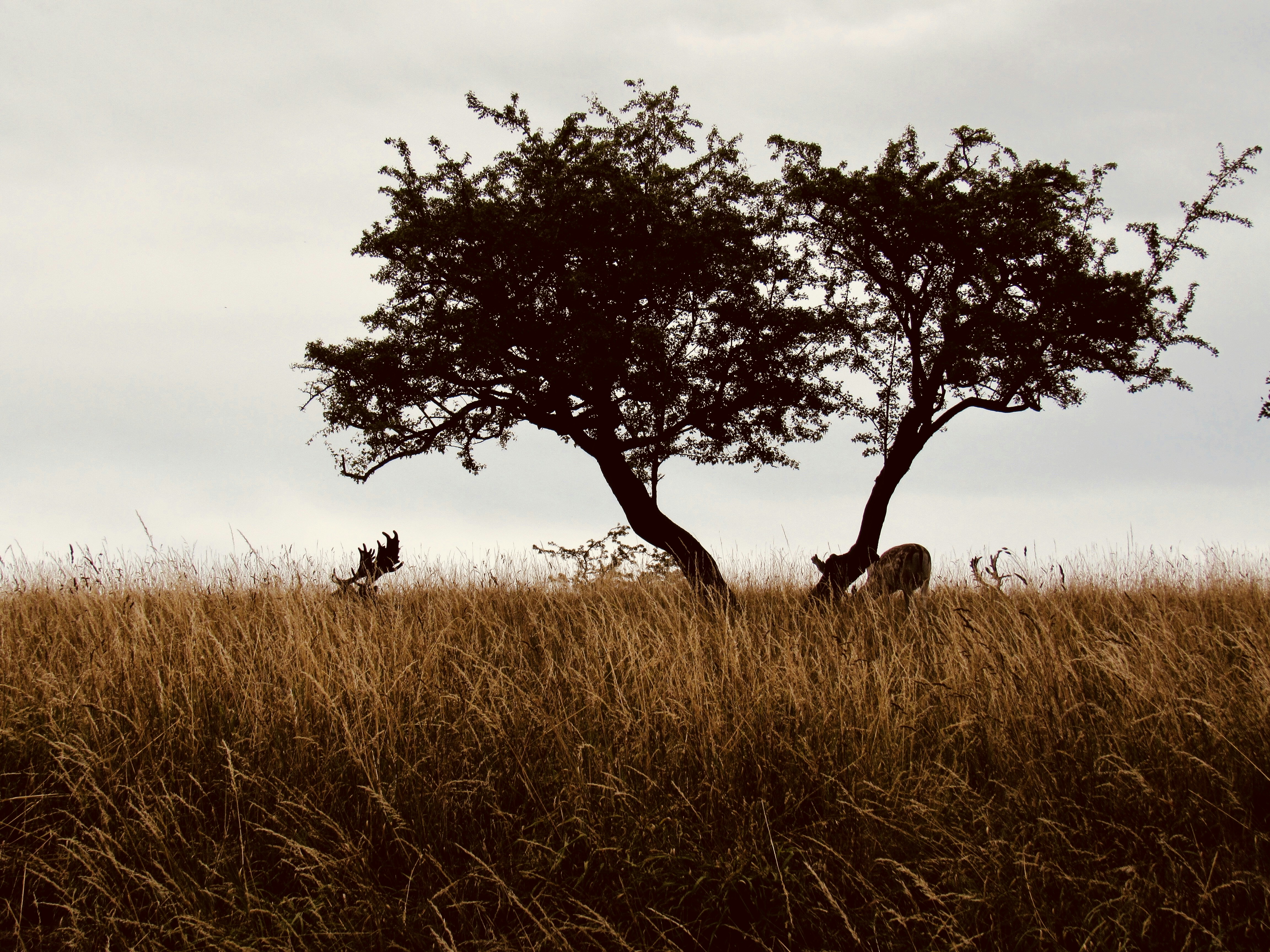 Animal resting under tree in field photo – Free Phoenix park Image on ...