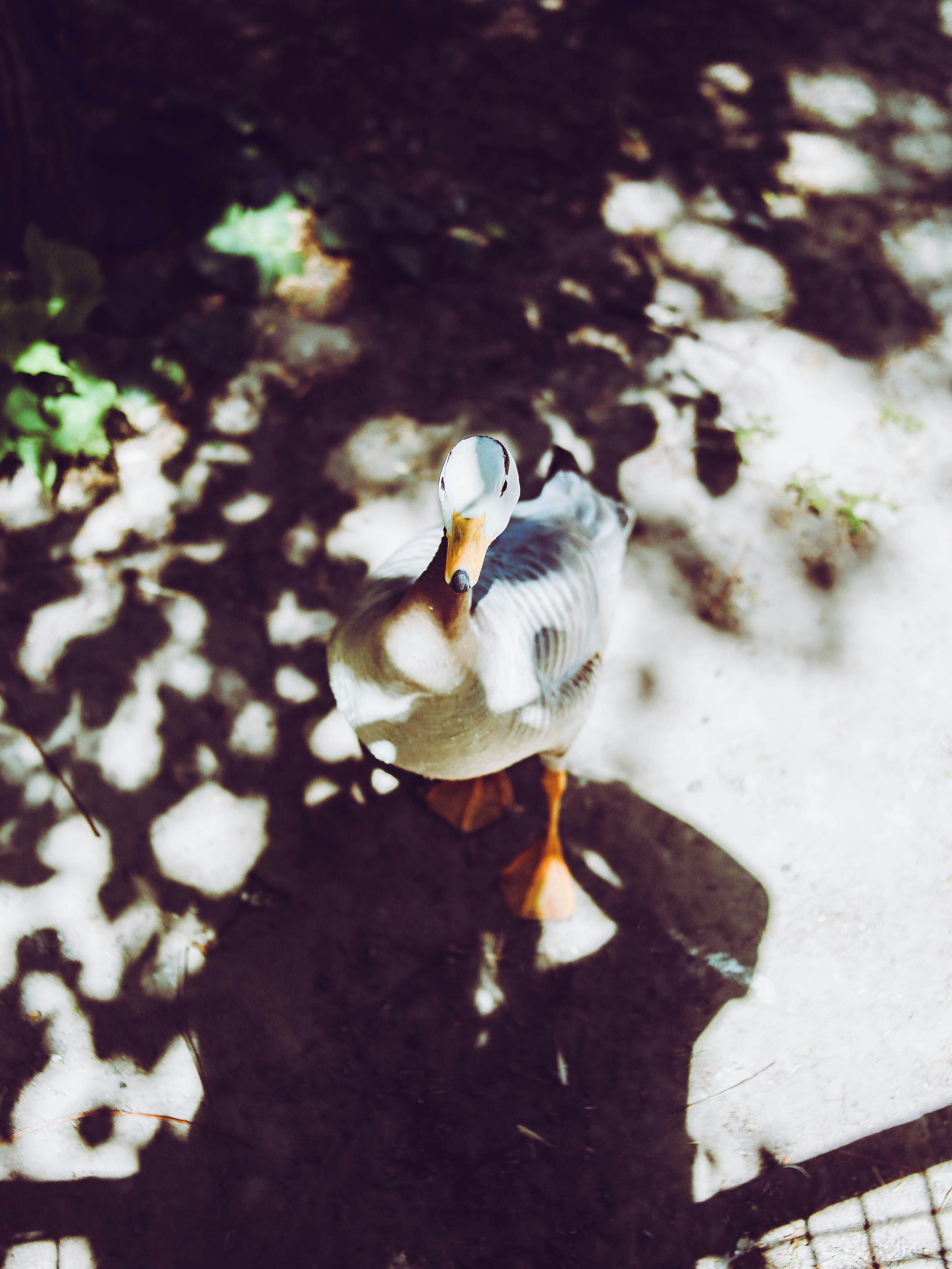 Macaco Urso Fotos | Baixe imagens gratuitas na Unsplash