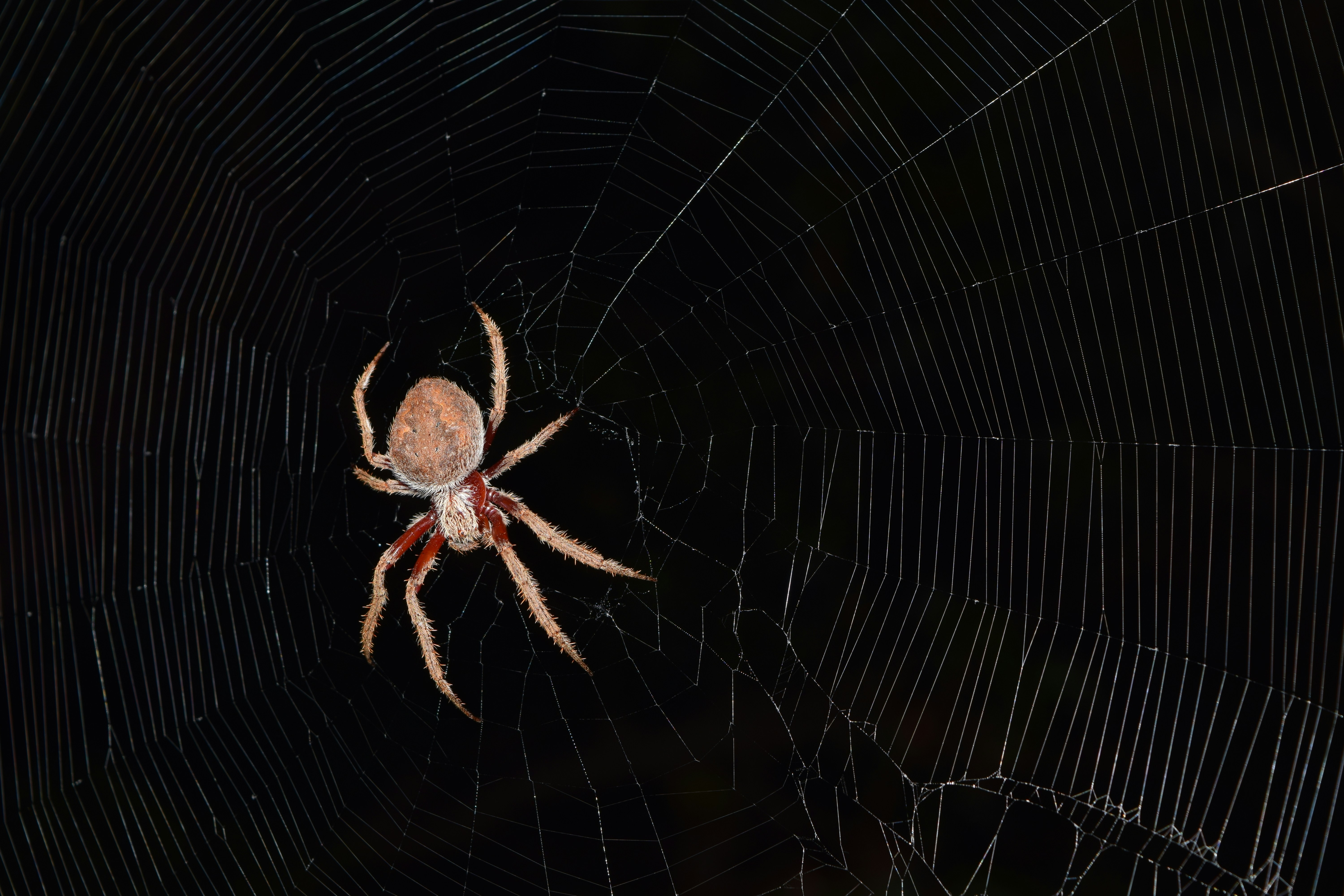 Brown spider on cobweb photo – Free Spider Image on Unsplash