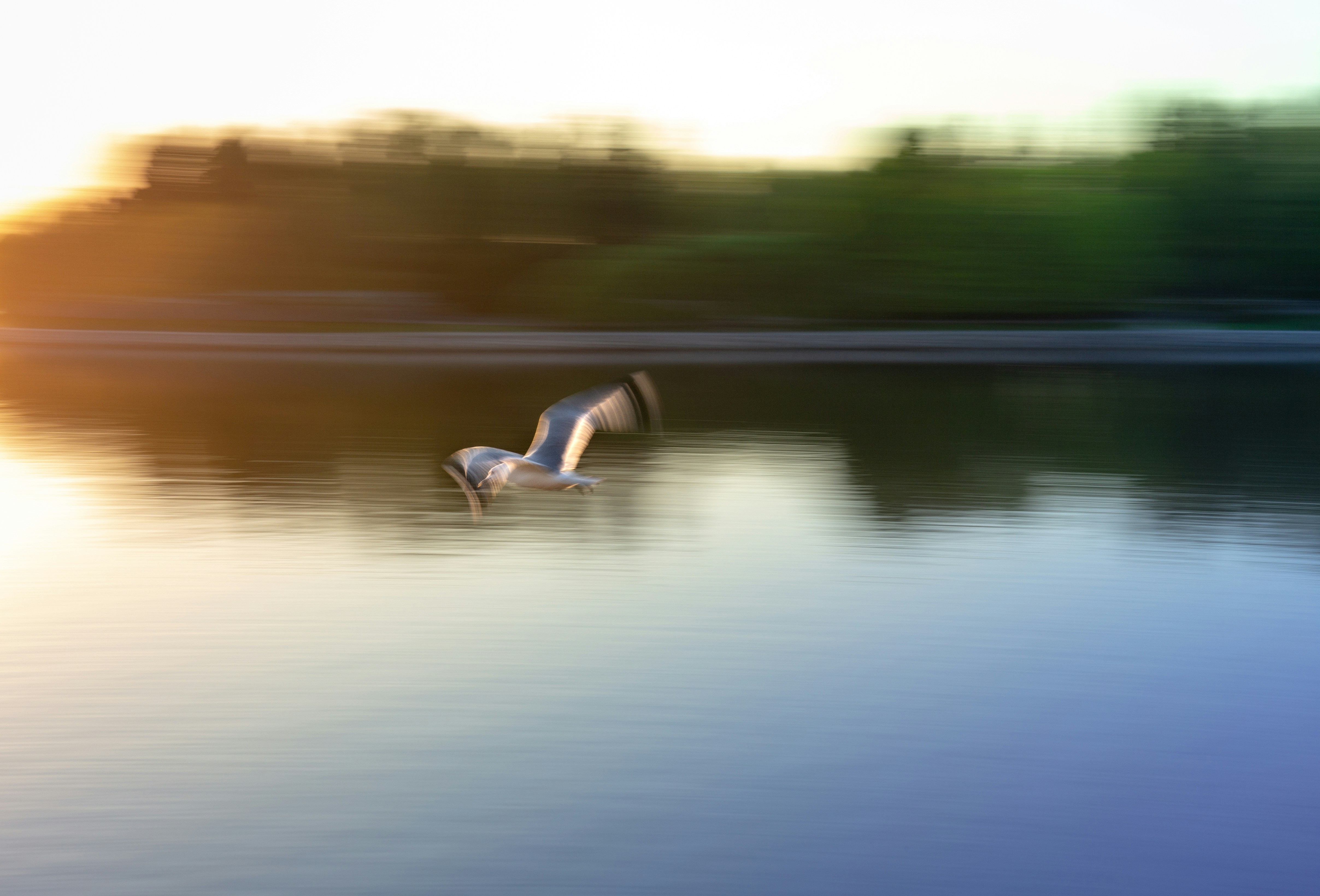Jonathan Livingston Seagull