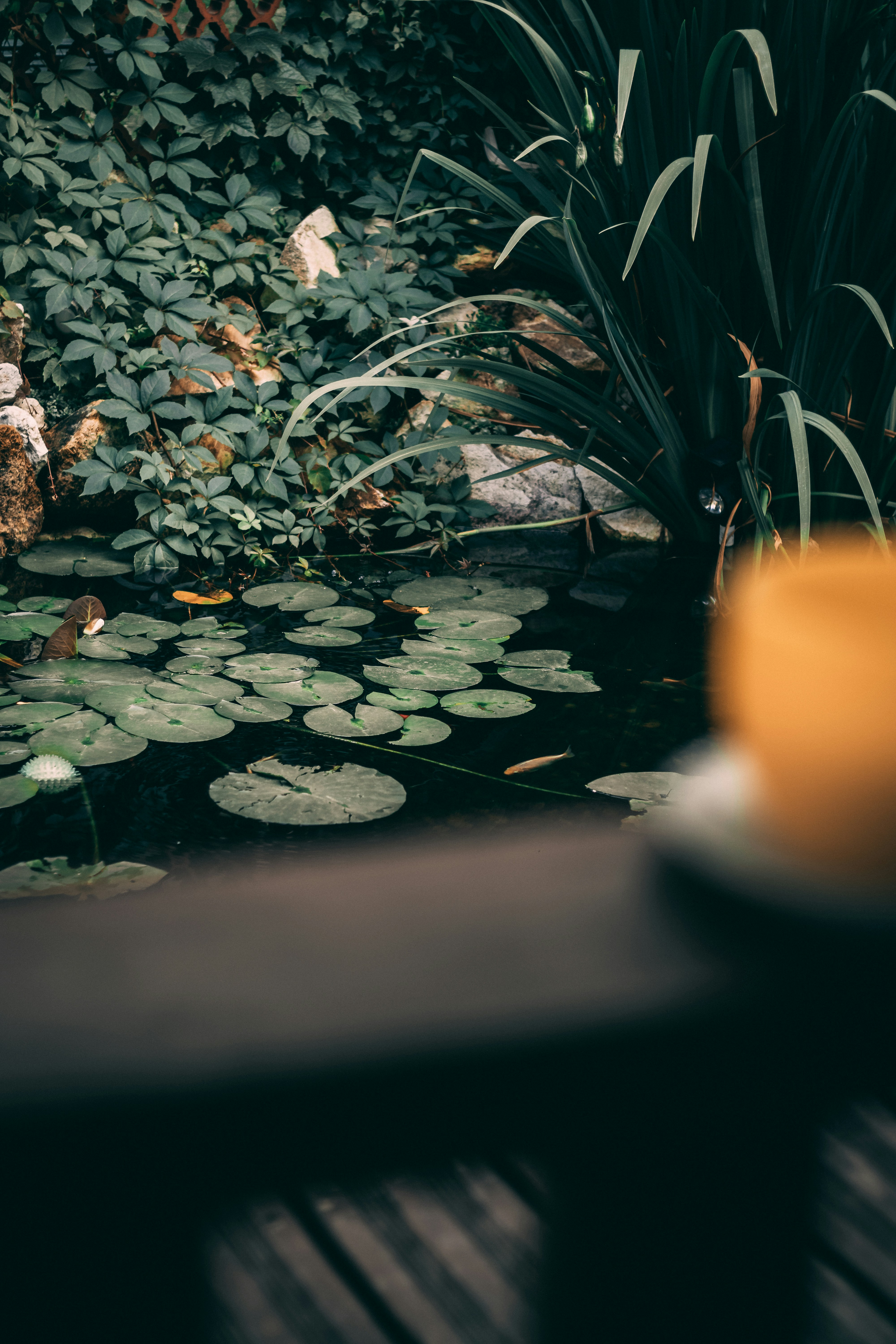 Lily Pads at the Edge: Quiet Pond Framed by Dense Foliage