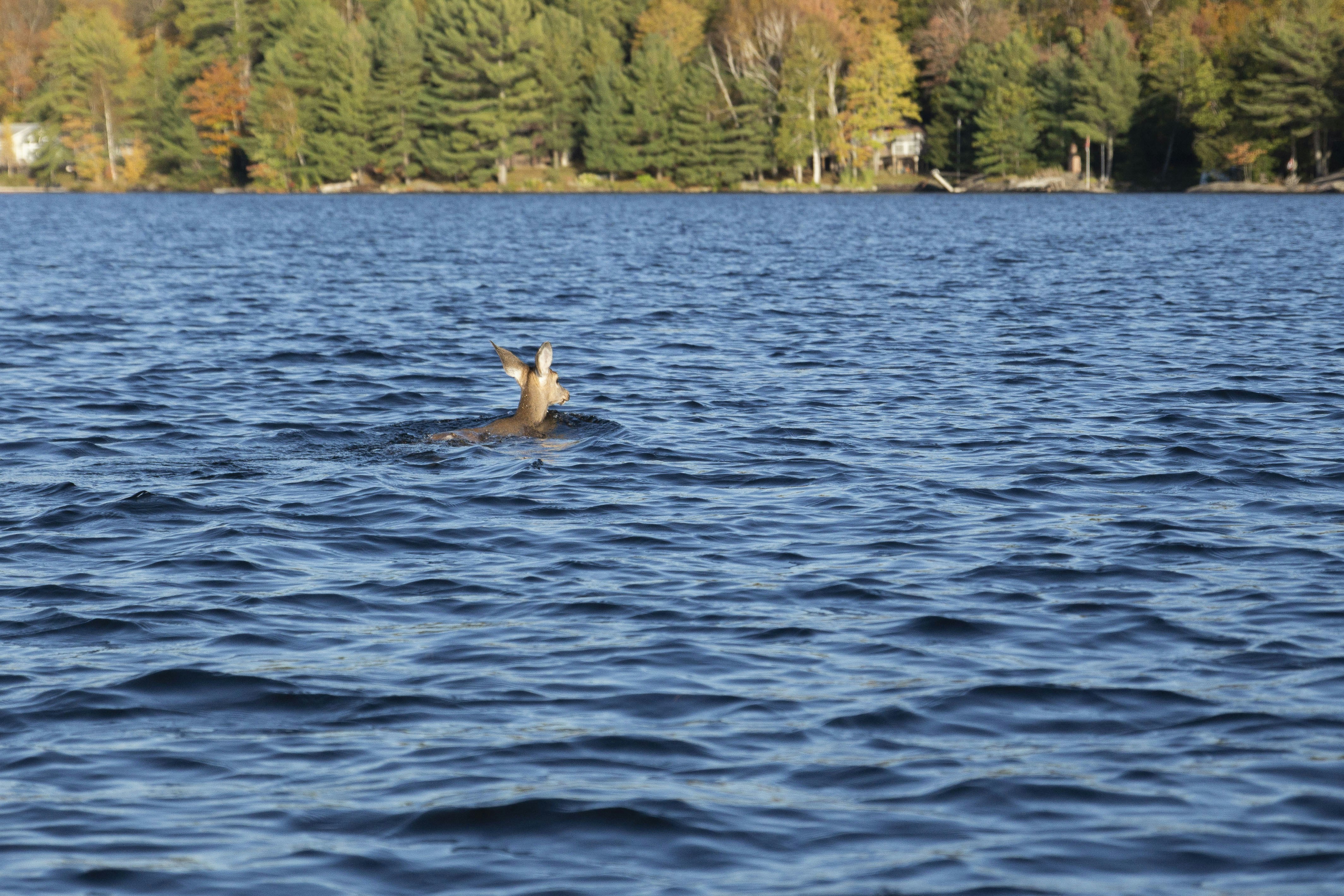 Man Sees Drowning Deer And Jumps Into Freezing Cold Water In Just His ...