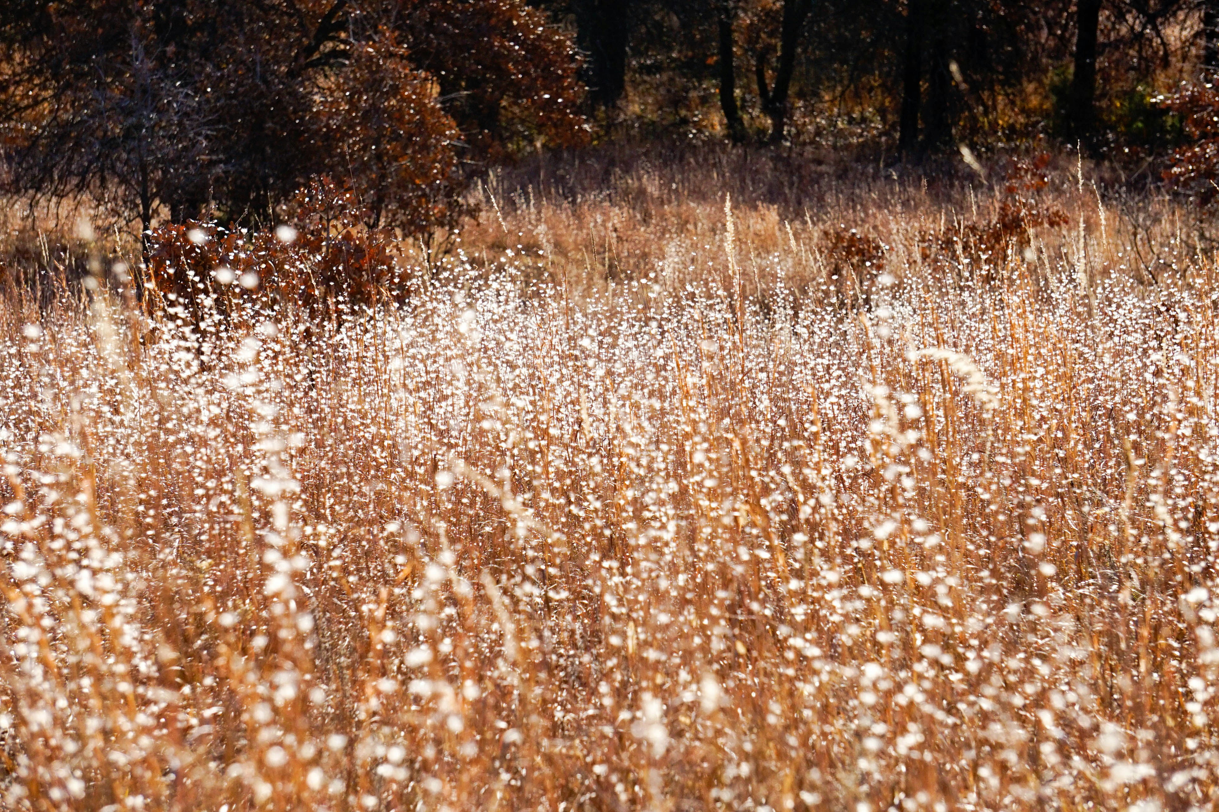 Sunlit grasses glisten in an autumn field, creating a dreamy, ethereal atmosphere. The soft focus enhances the serene beauty of nature's palette.