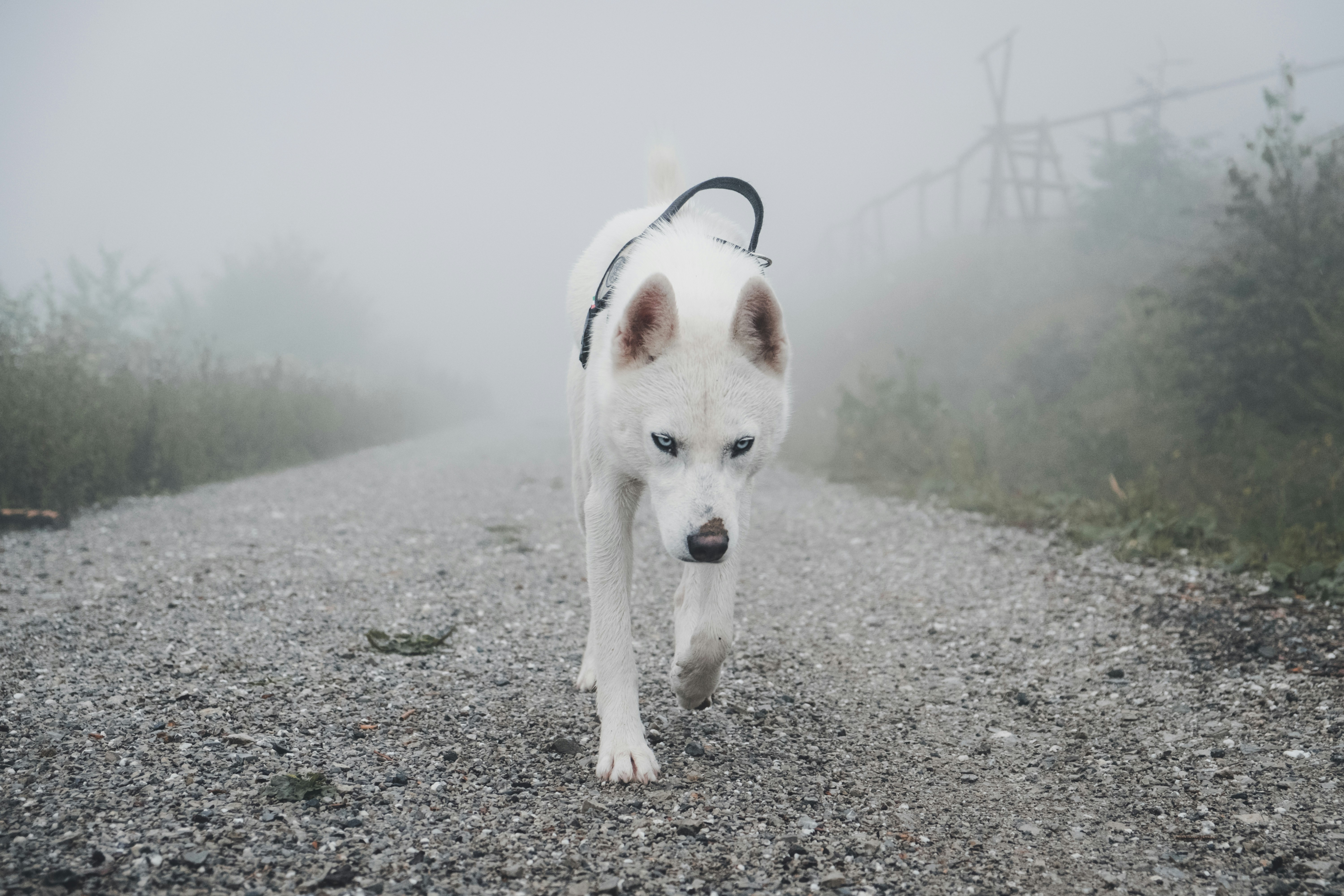 There are no bad conditions, just different | white dog walking on road between green trees