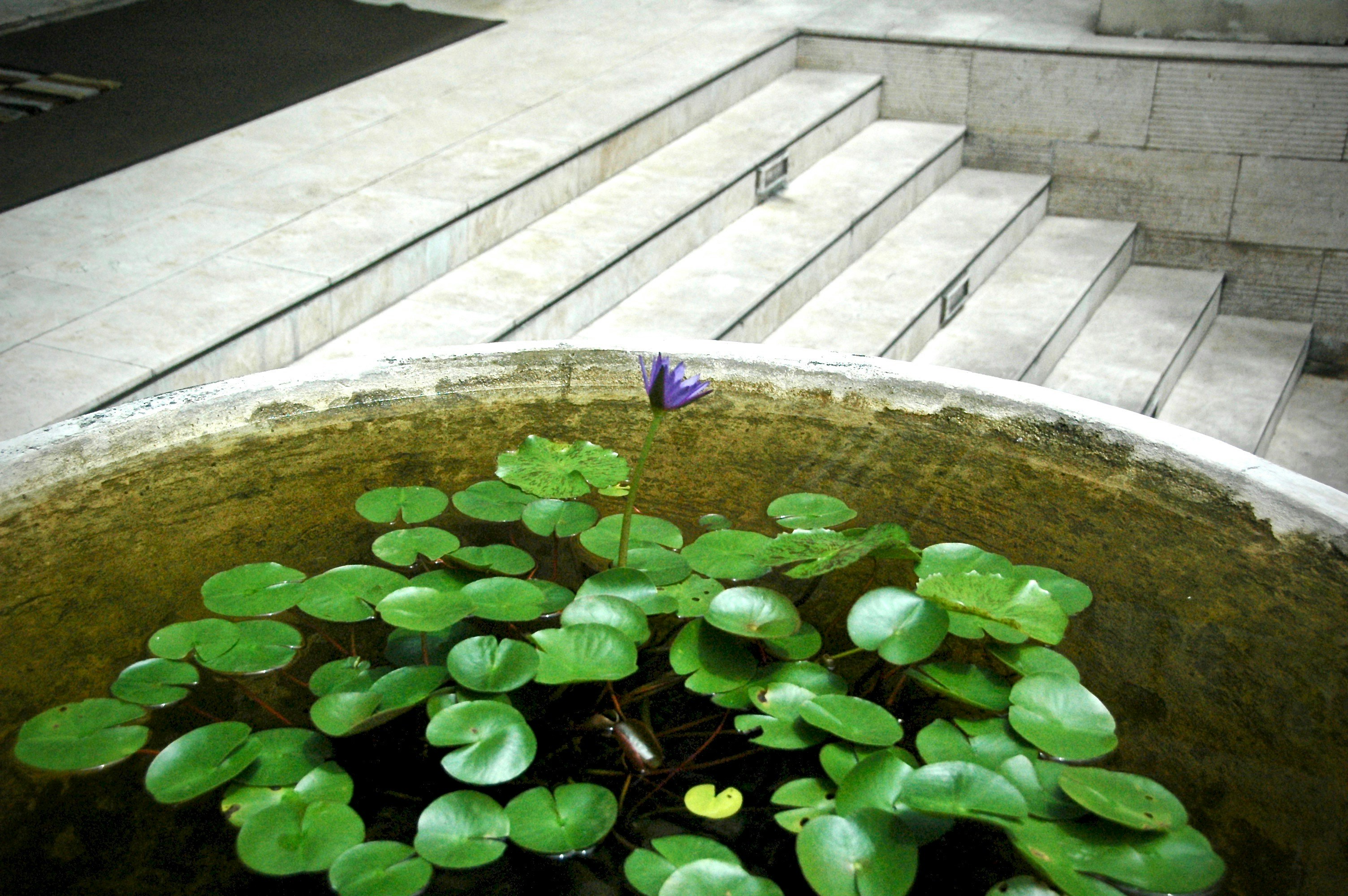 Lily Pool at the Stairs: A Quiet Urban Moment