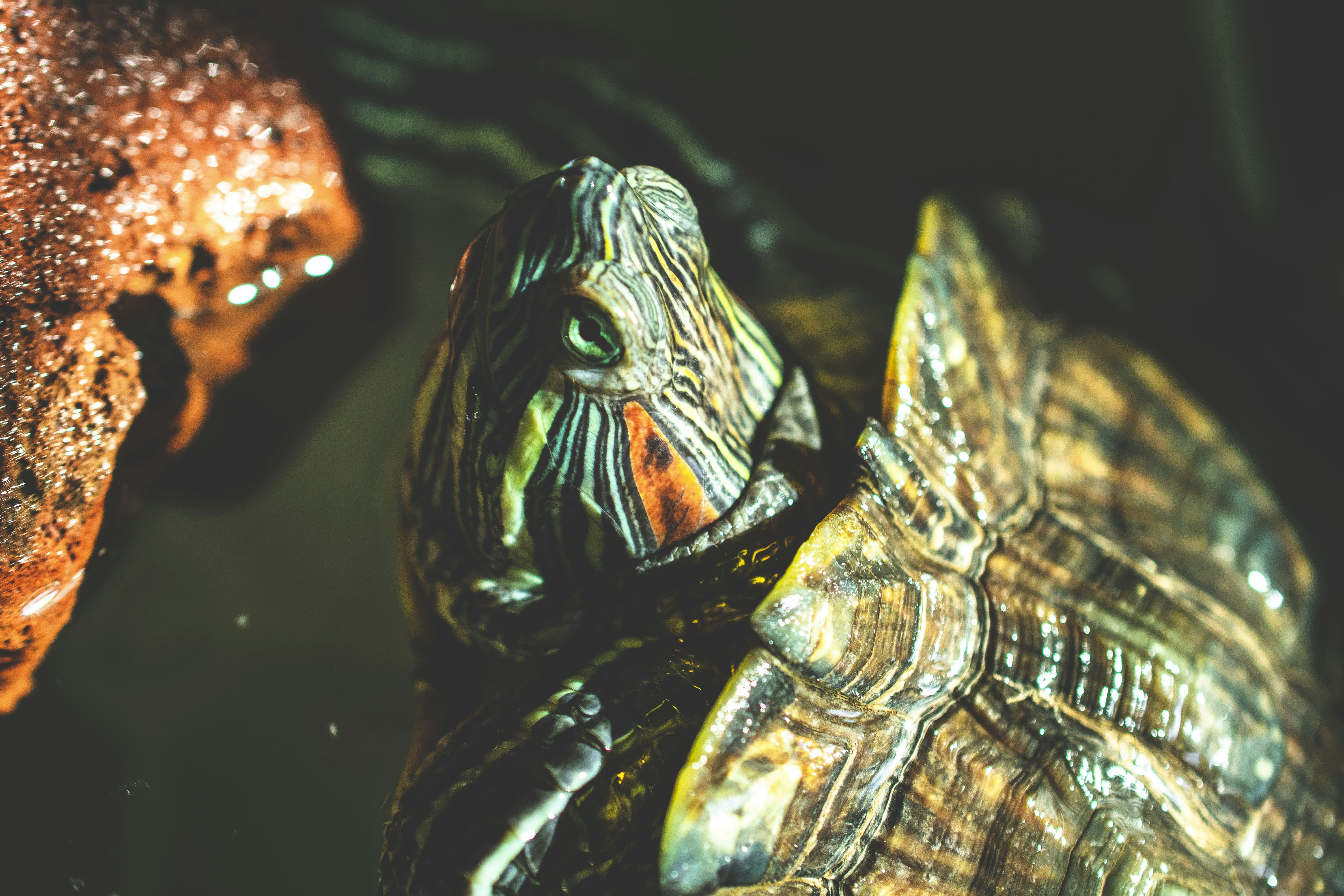 Turtle resting on a stone in a pond, showcasing intricate shell patterns and vivid colors.