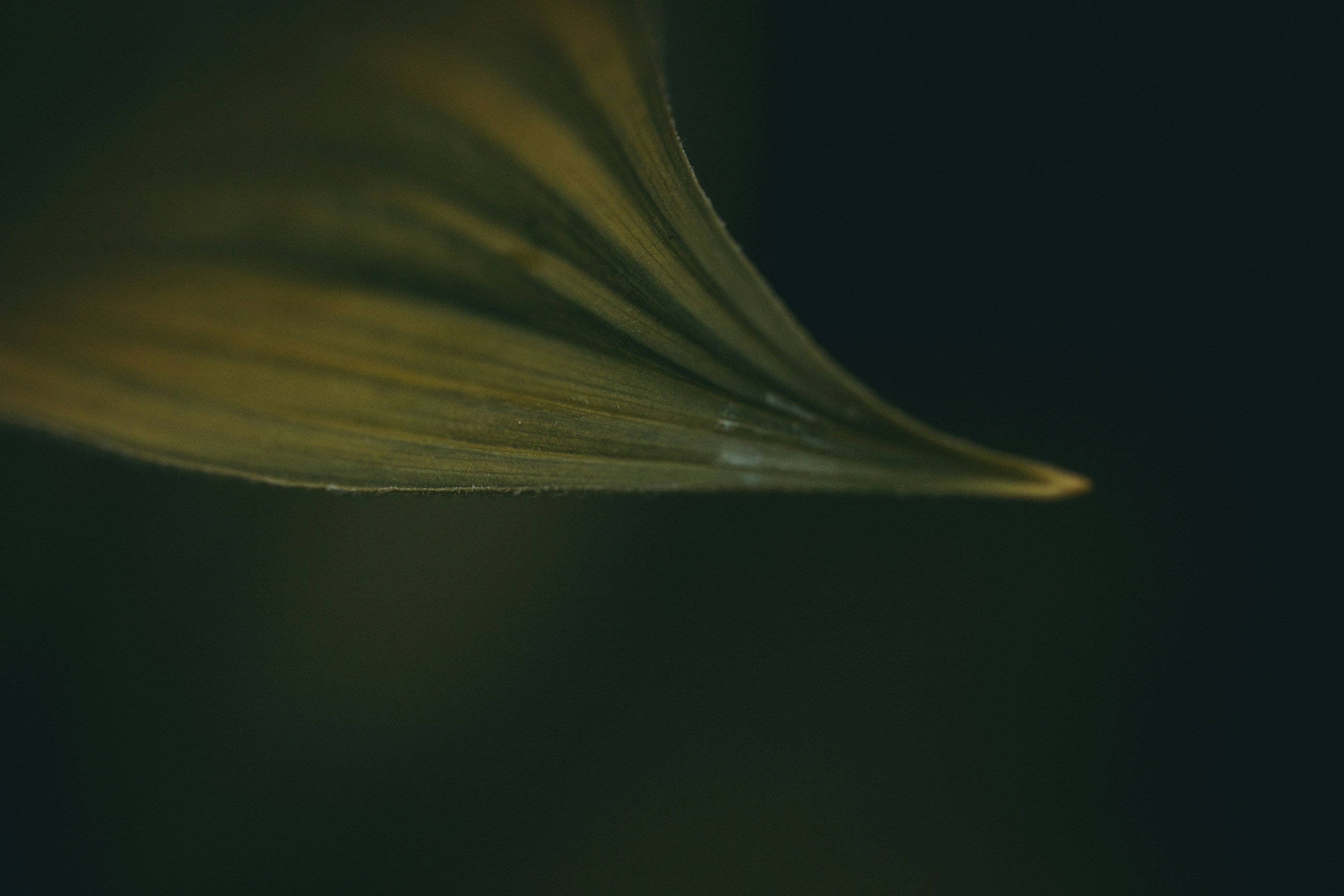 Edge of Gold: A Macro Study of a Leaf Tip in Low Light