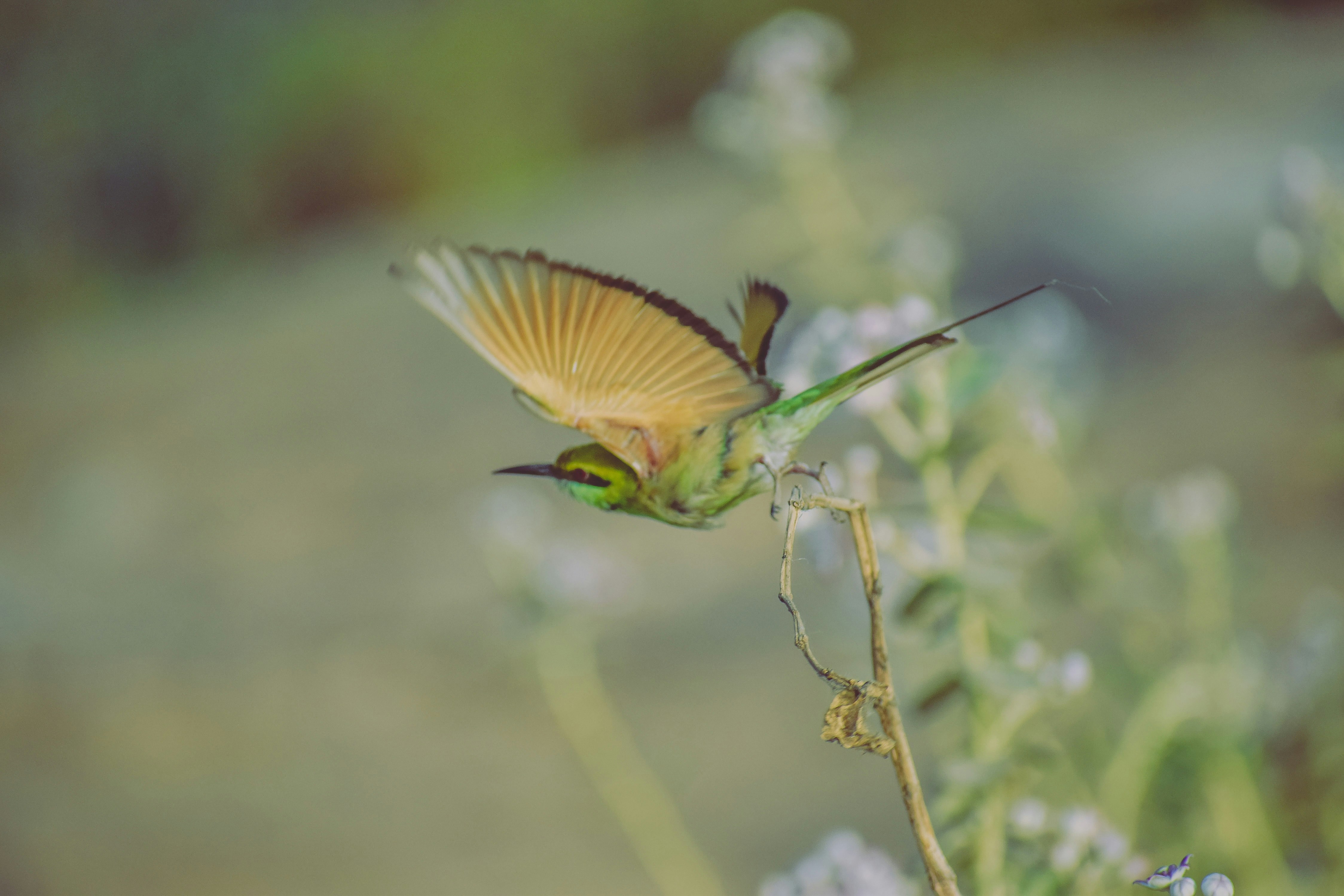Emerald Wings in Motion