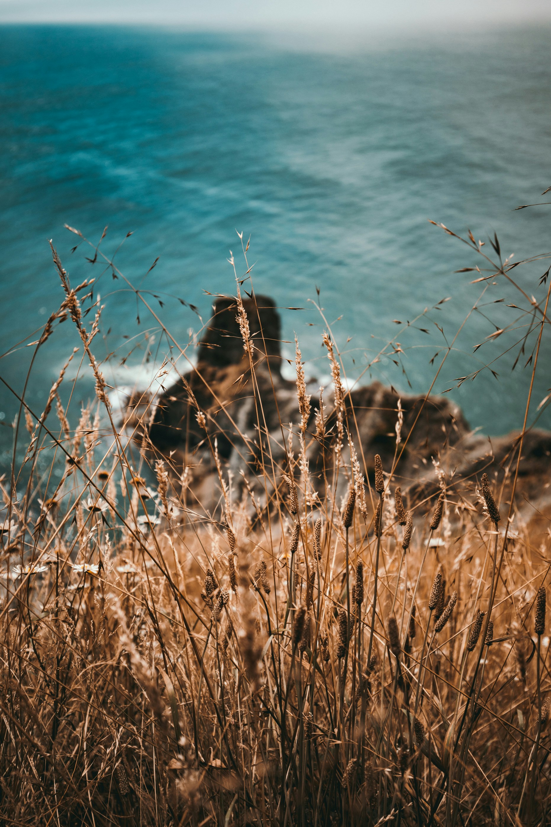 Golden grasses sway gently above rugged coastal rocks, overlooking a tranquil sea. The scene captures the harmony between land and water.