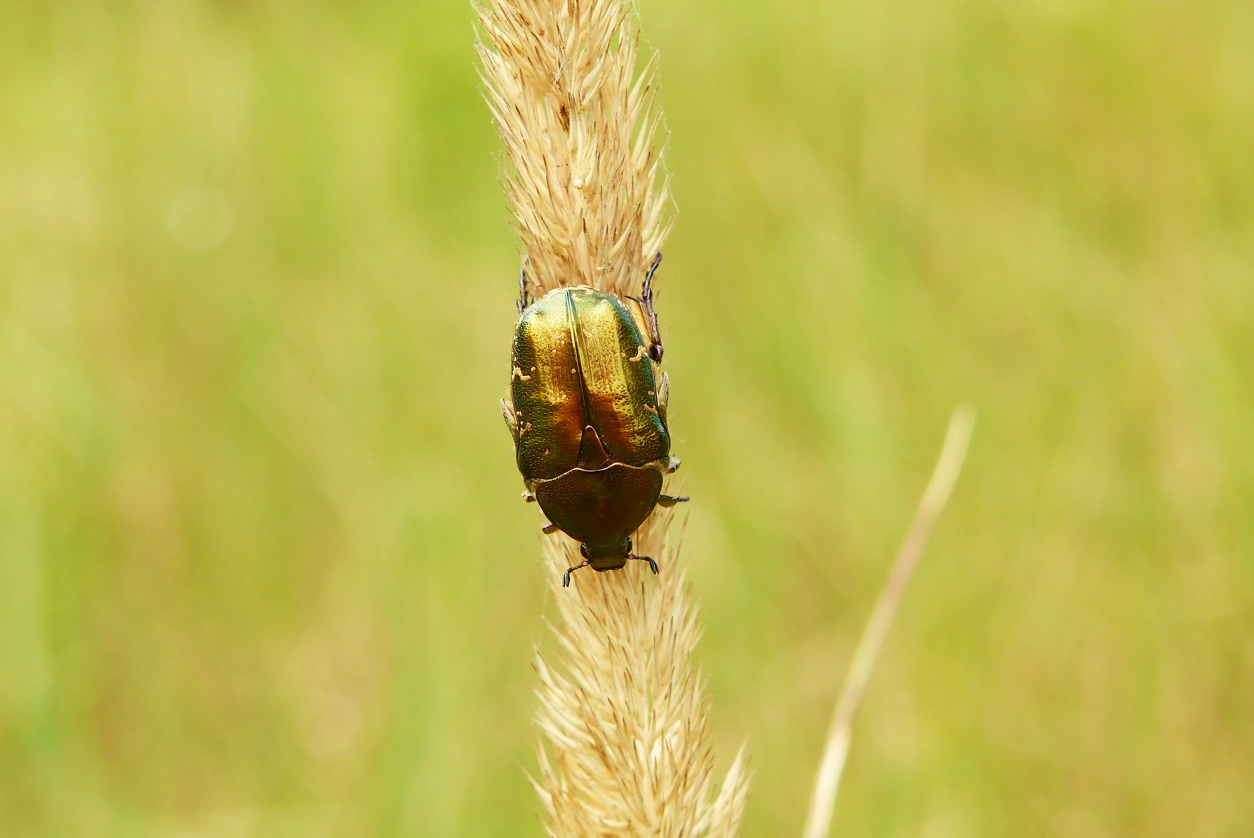 A vibrant green beetle perched on a golden grass spike, showcasing intricate details against a blurred background of greenery.