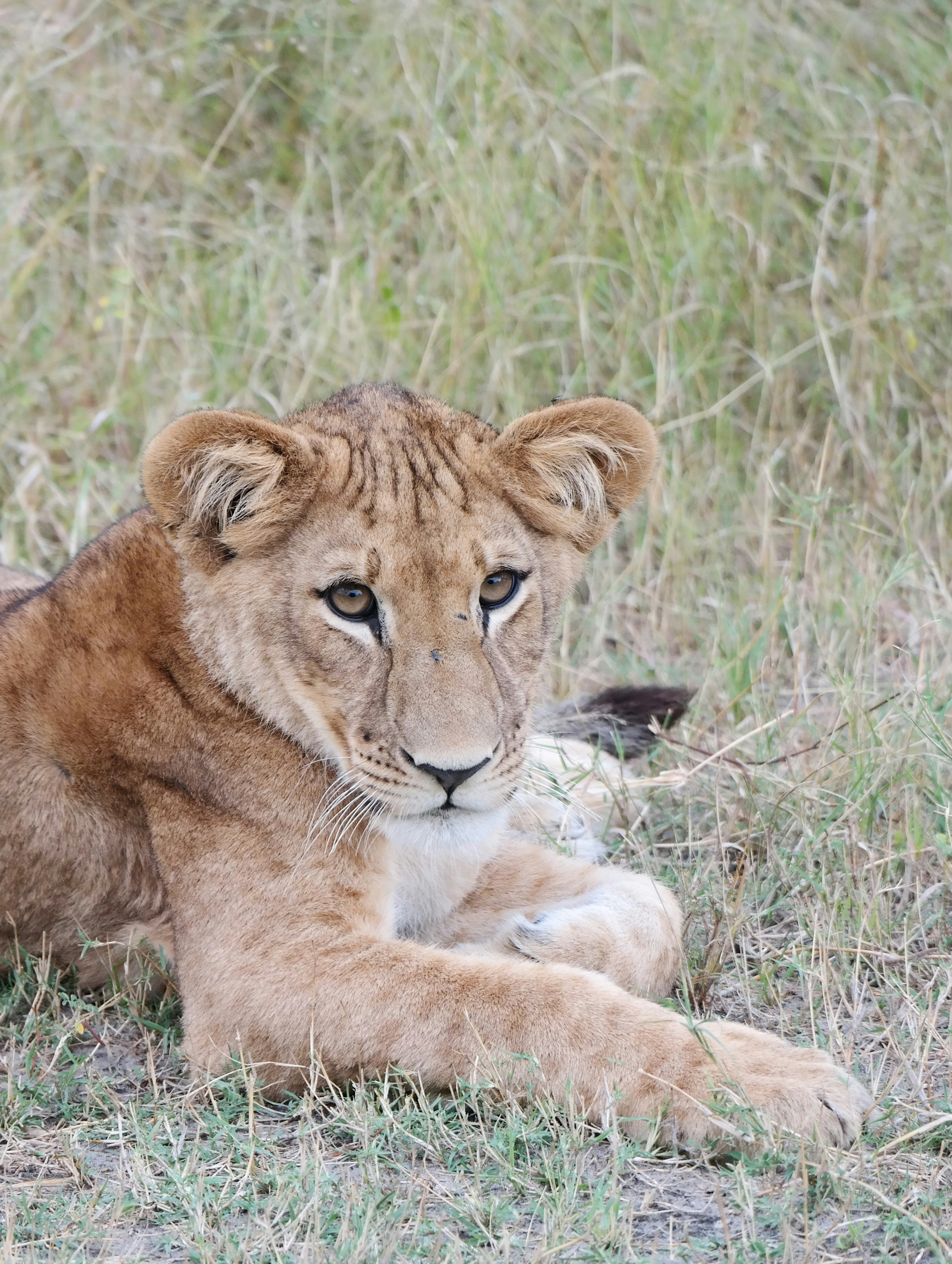 Lioness on grass field photo – Free Animal Image on Unsplash