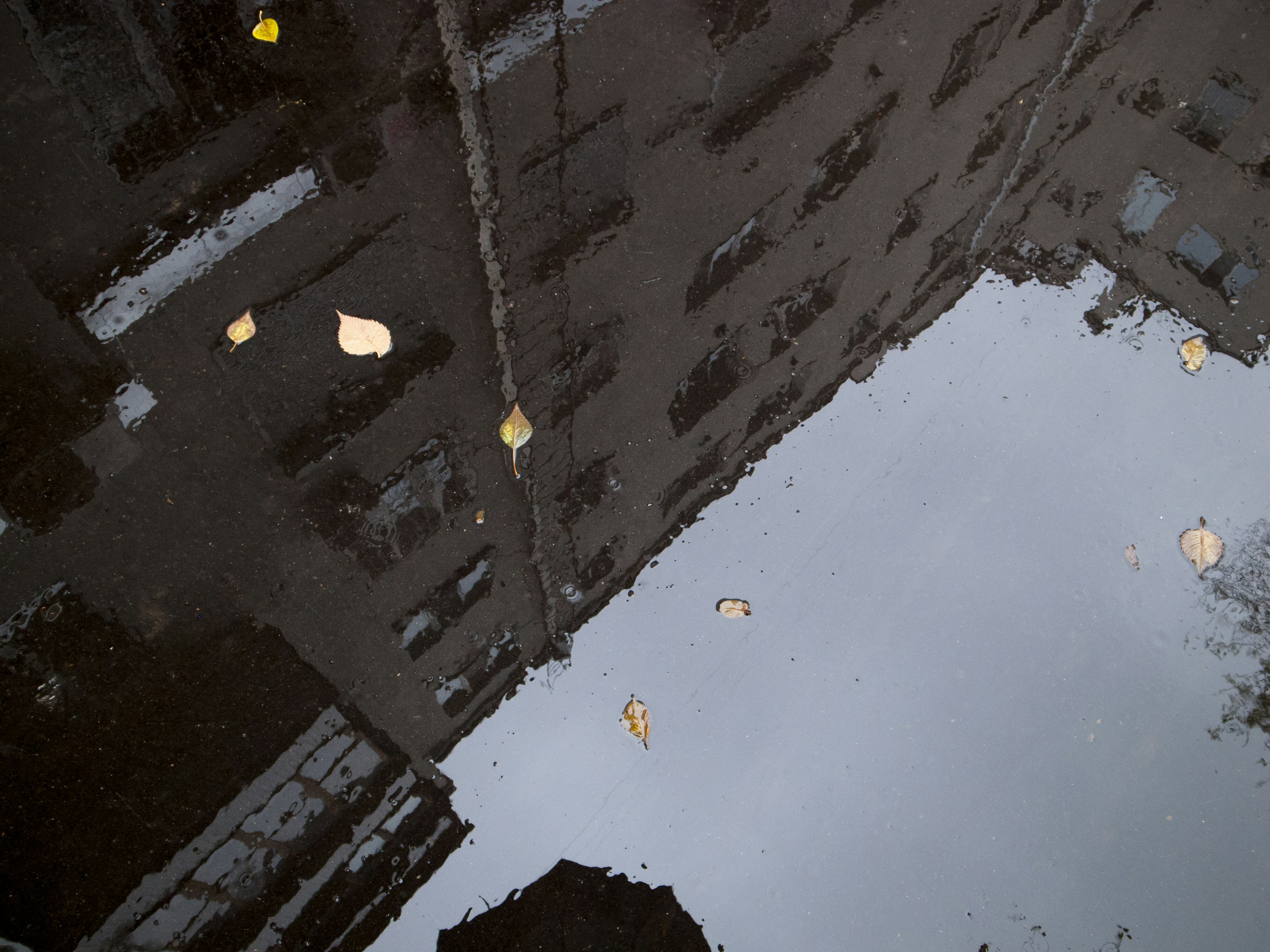 Reflections of a building and fallen leaves captured in a rainwater puddle, creating a serene urban composition.