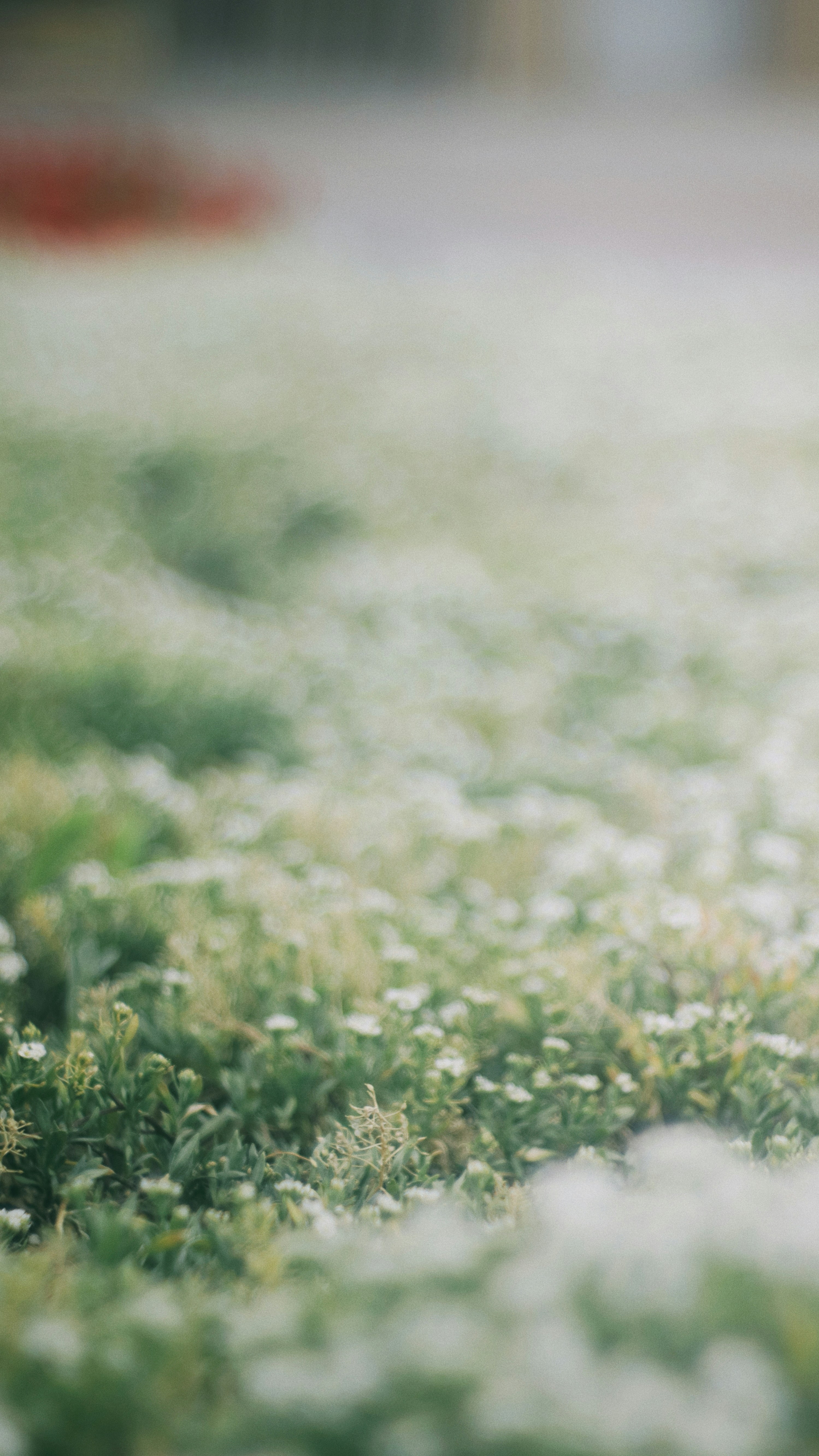 Close-up photograph of a meadow filled with tiny white blooms, rendered with a shallow depth of field. The foreground holds subtle detail while the background dissolves into a dreamy haze.