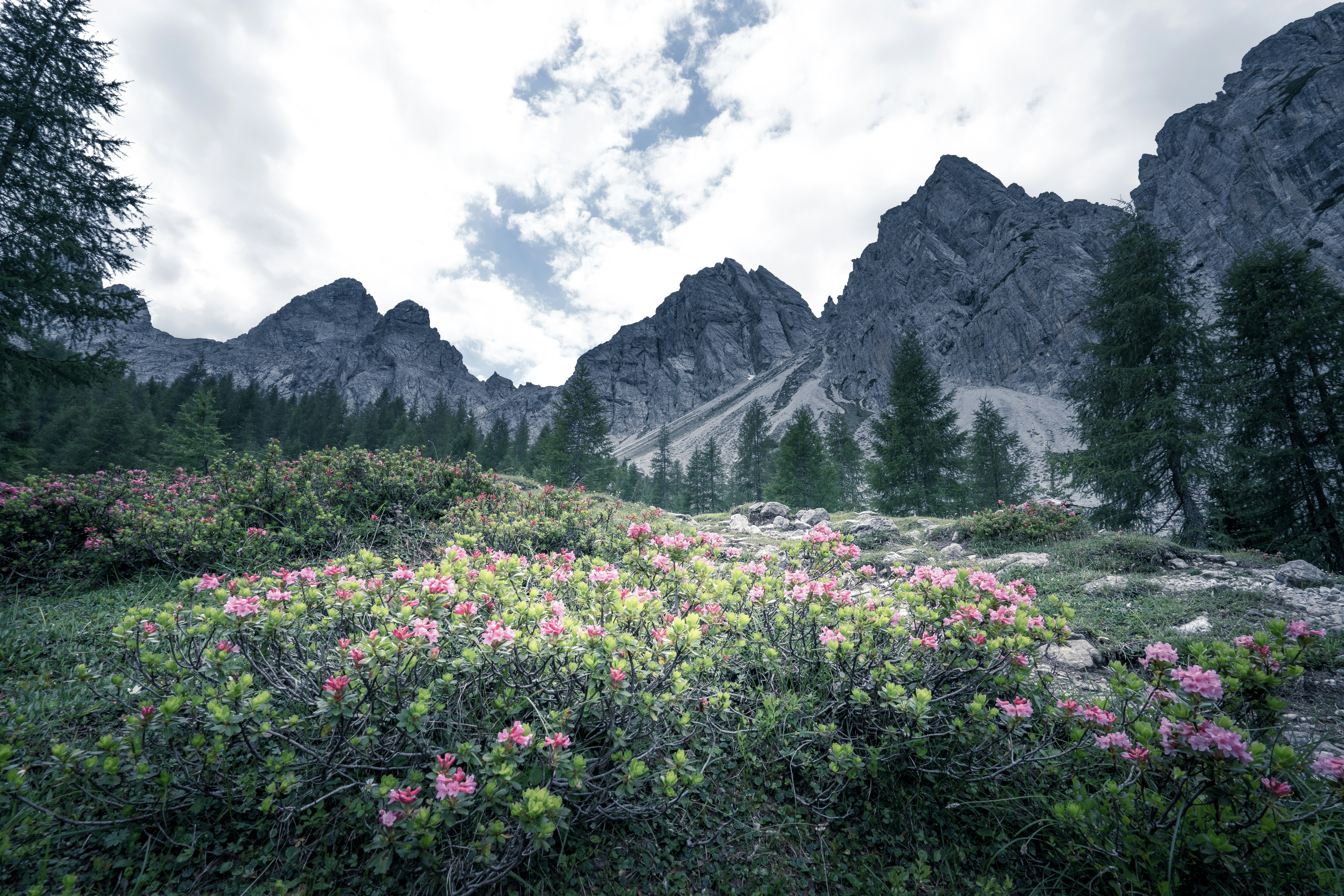 Pink Blooms at the Foot of Rugged Alpine Peaks