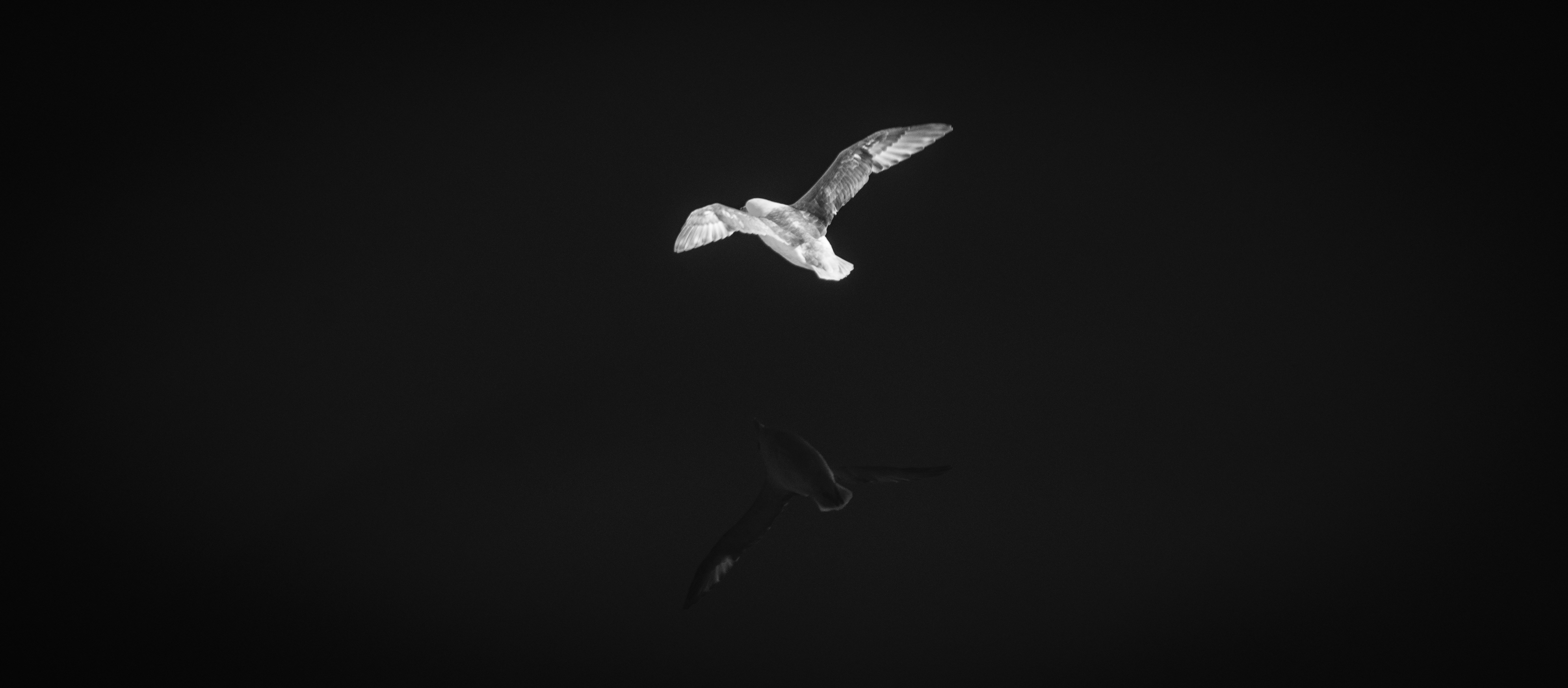 Midflight Gull Against a Velvet Black Canvas