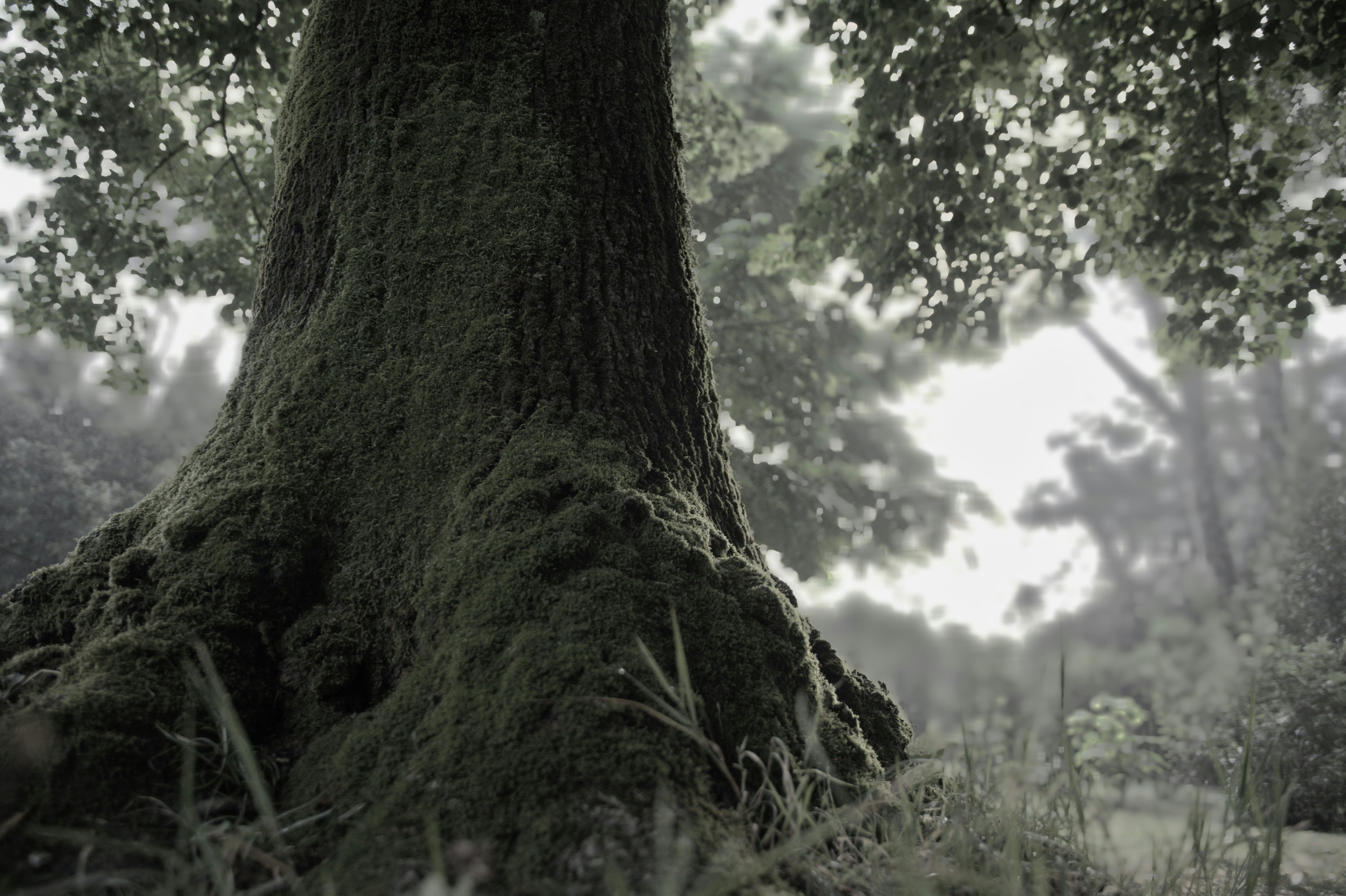 Trees | 32 best free tree, root, plant and italy photos on Unsplash
