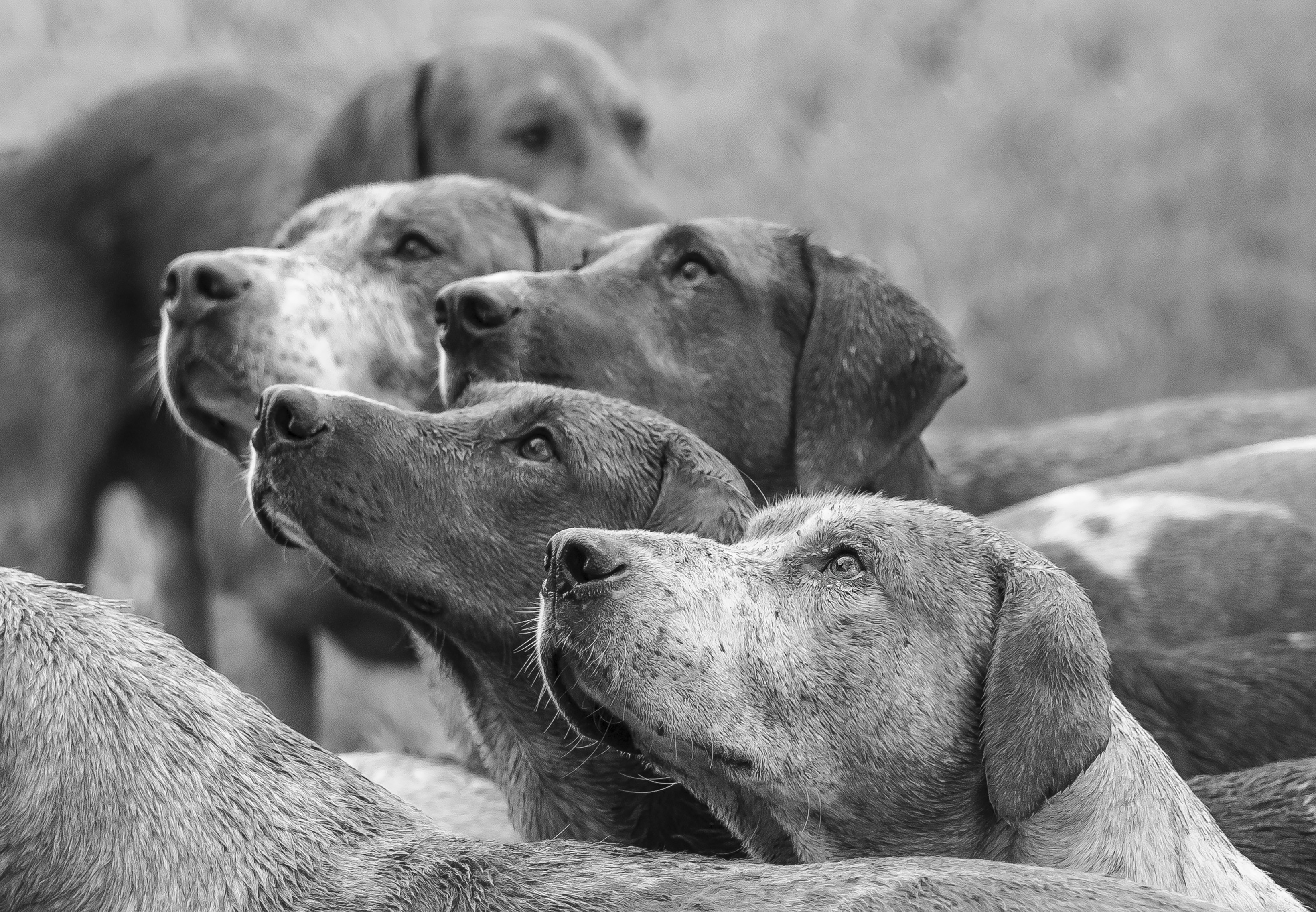 Four attentive dogs gazing upwards, captured in a monochromatic style that accentuates their expressions and textures.