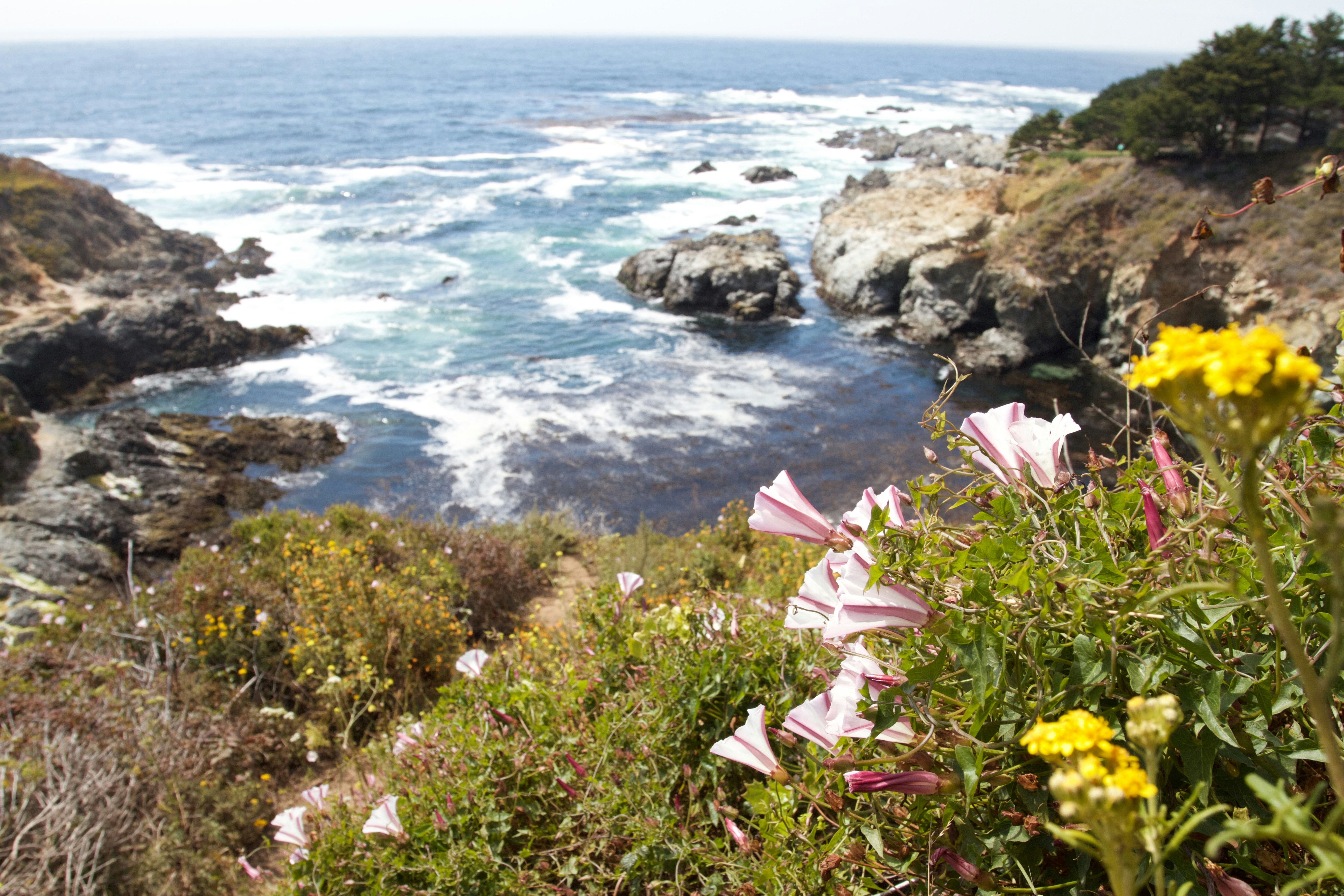 Wildflowers bloom on a rocky cliff overlooking a turbulent ocean, capturing the essence of nature's beauty and resilience.