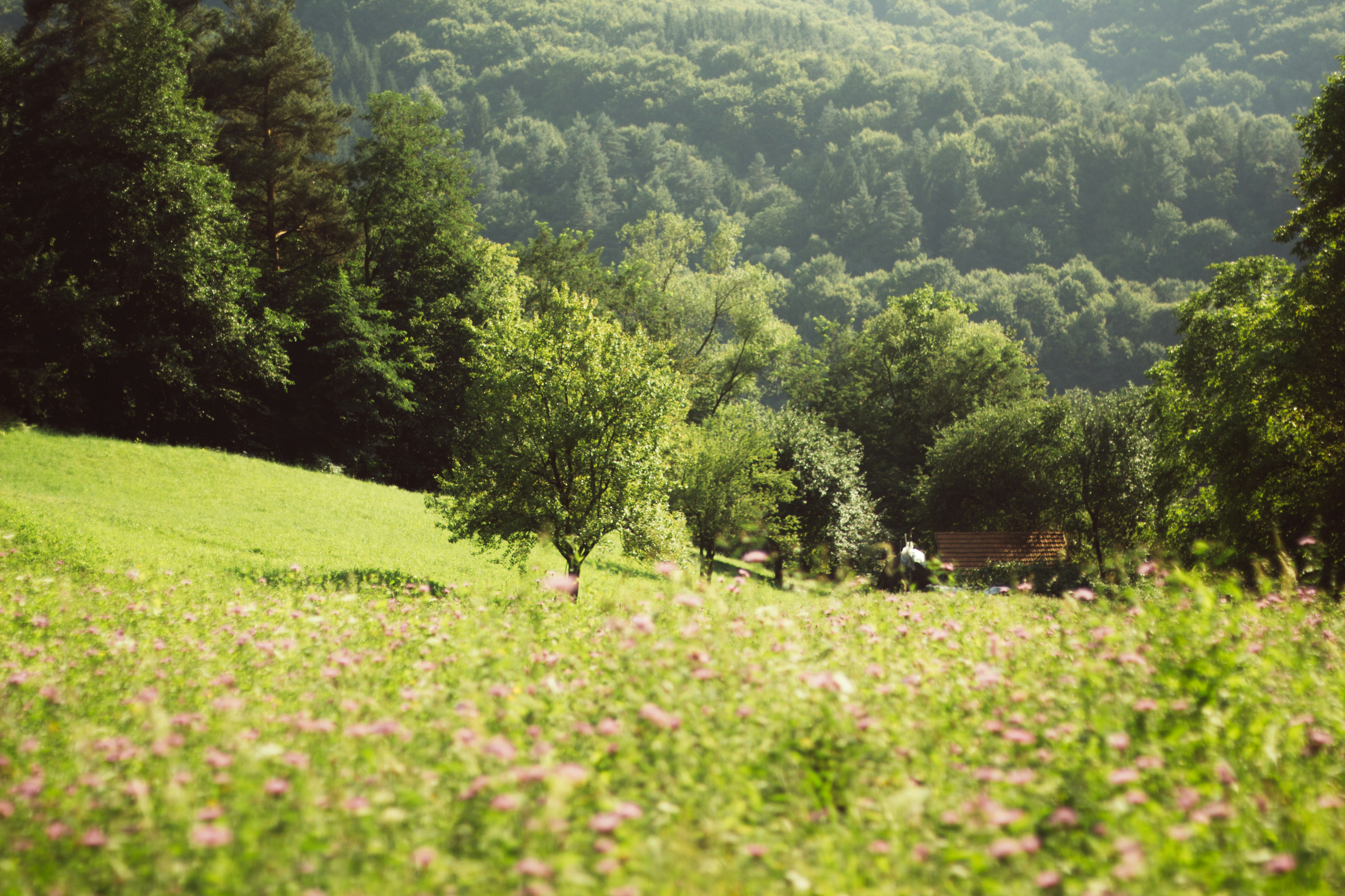 Lush green trees frame a field of pink flowers under a sunlit forest canopy.