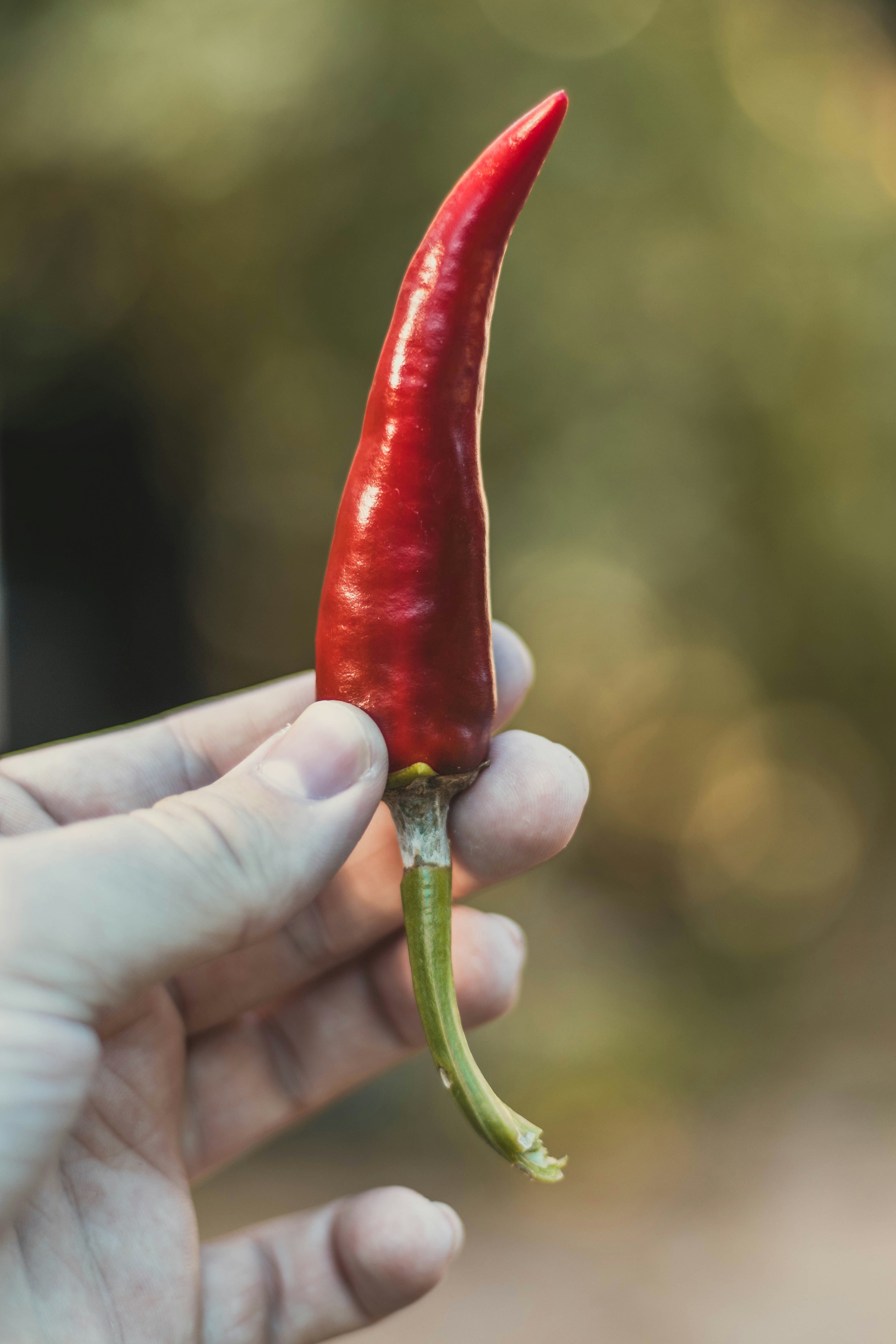 Hand holding a vibrant red chili pepper against a softly blurred background. The rich color and texture highlight the pepper's natural allure.