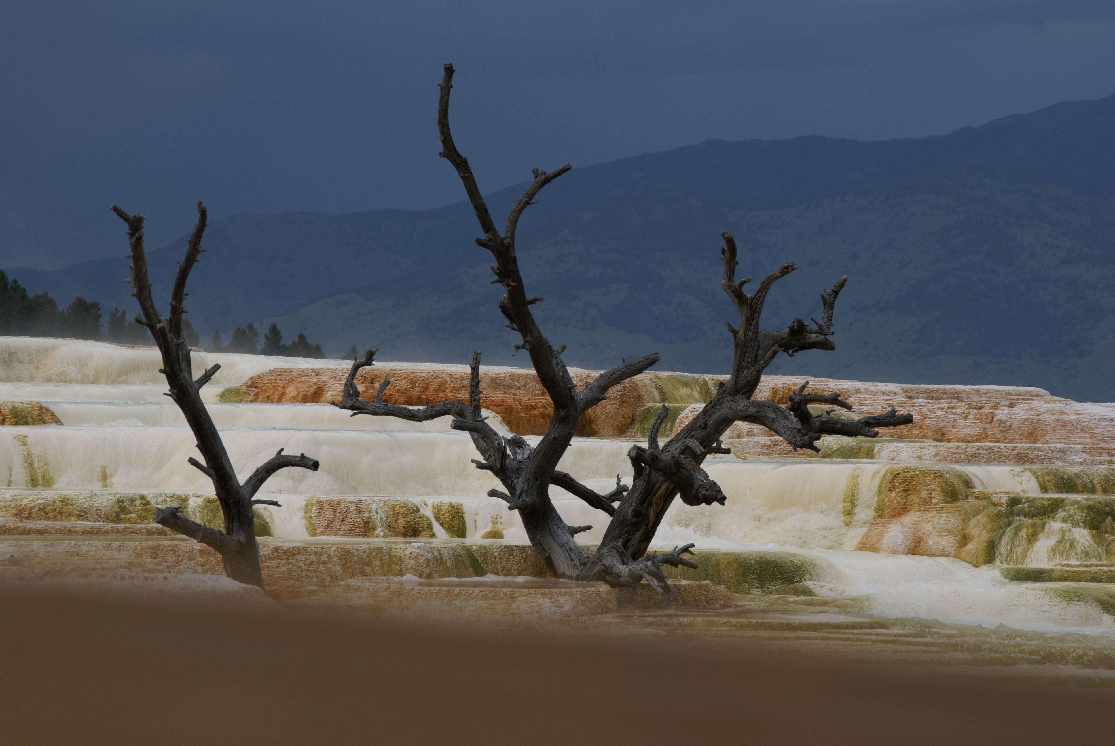 Silent Arboreal Sentinel Over Marble Terraces
