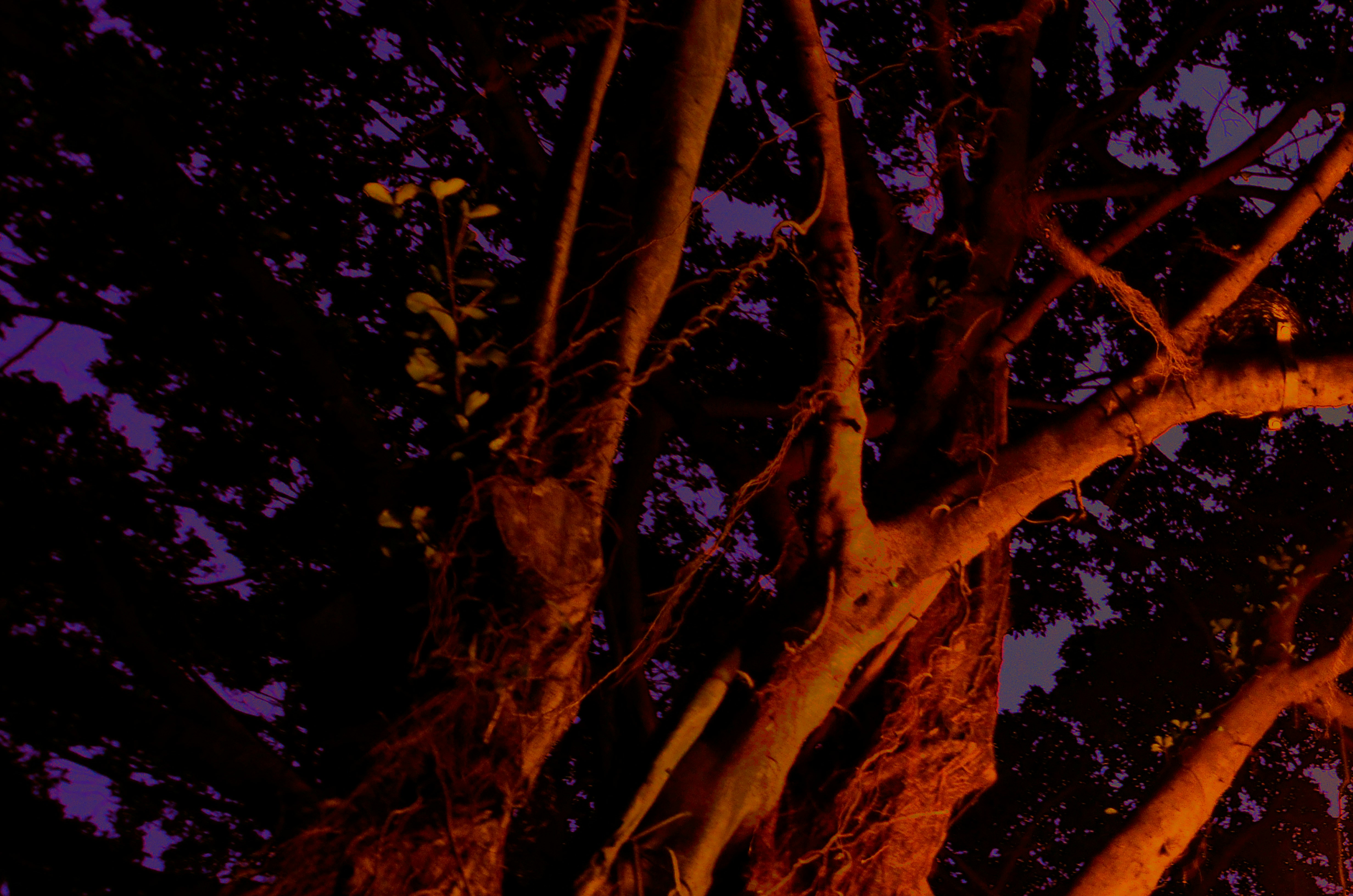 A gnarled tree trunk intertwined with vines, illuminated by warm hues against a twilight sky. The interplay of light and shadow creates a mystical atmosphere.
