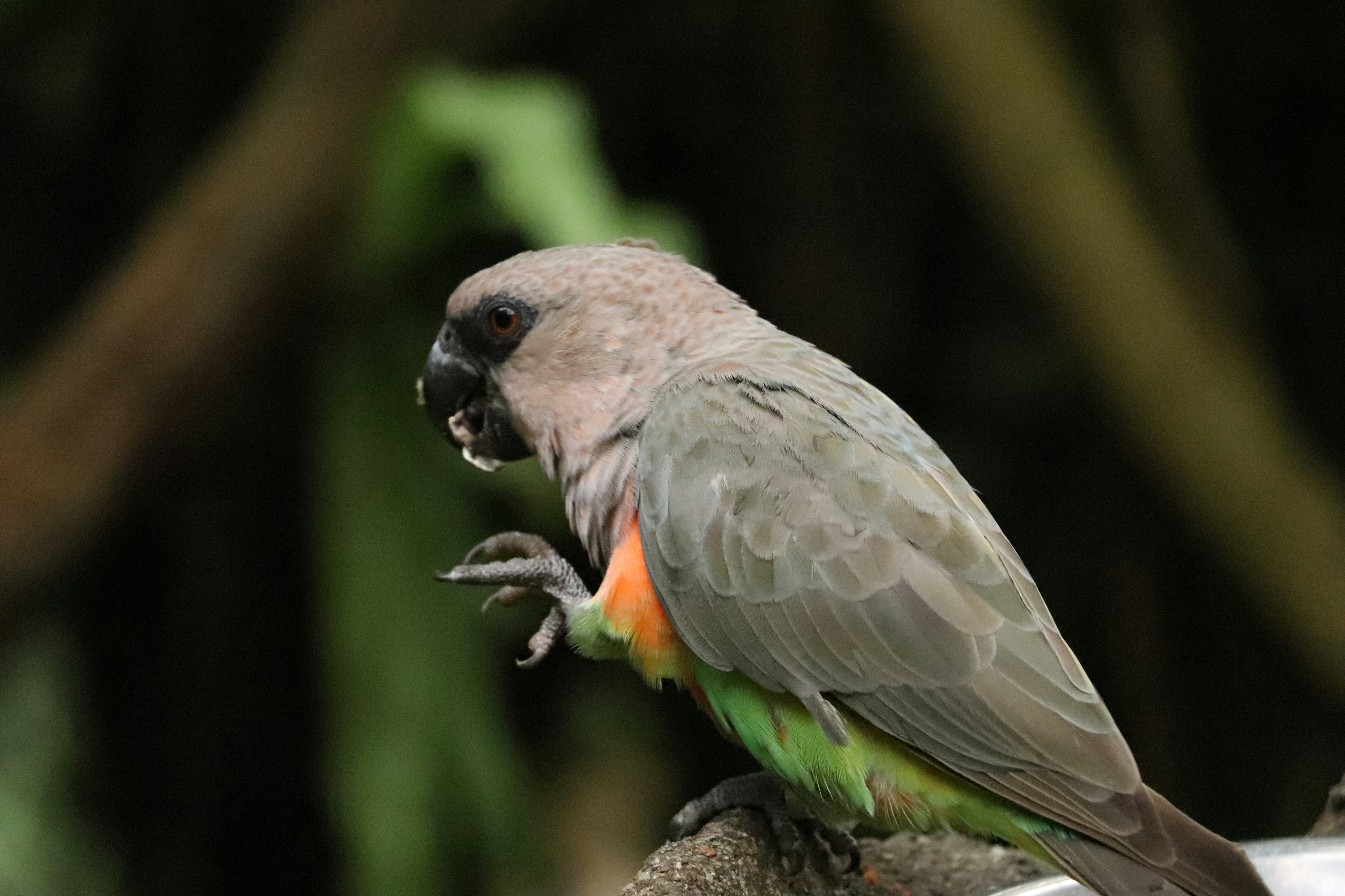 Hidden Pop on a Mossy Perch: Grey Parrot with Orange Patch
