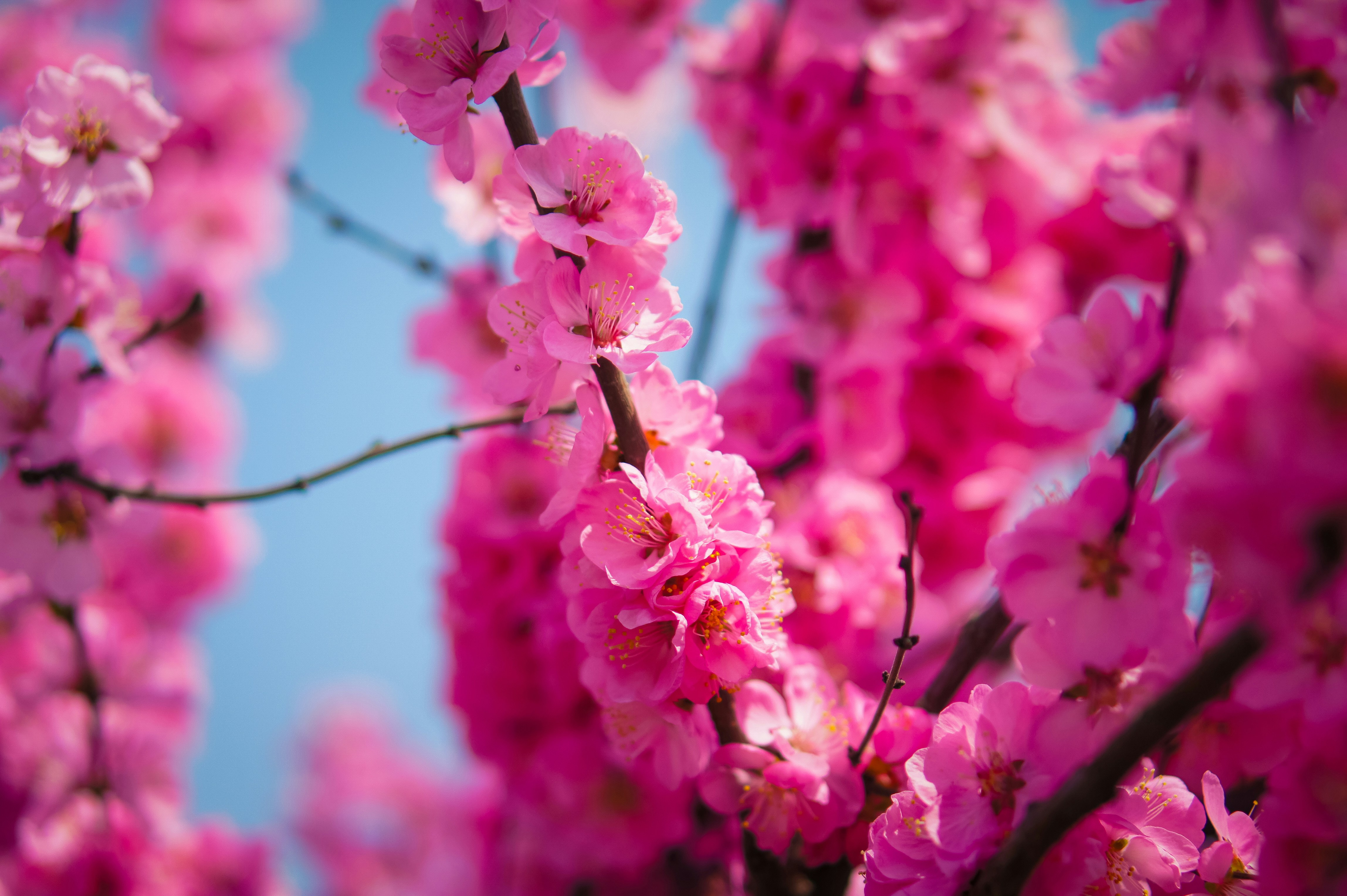 Pink cherry blossoms in sharp focus against a soft blue sky.