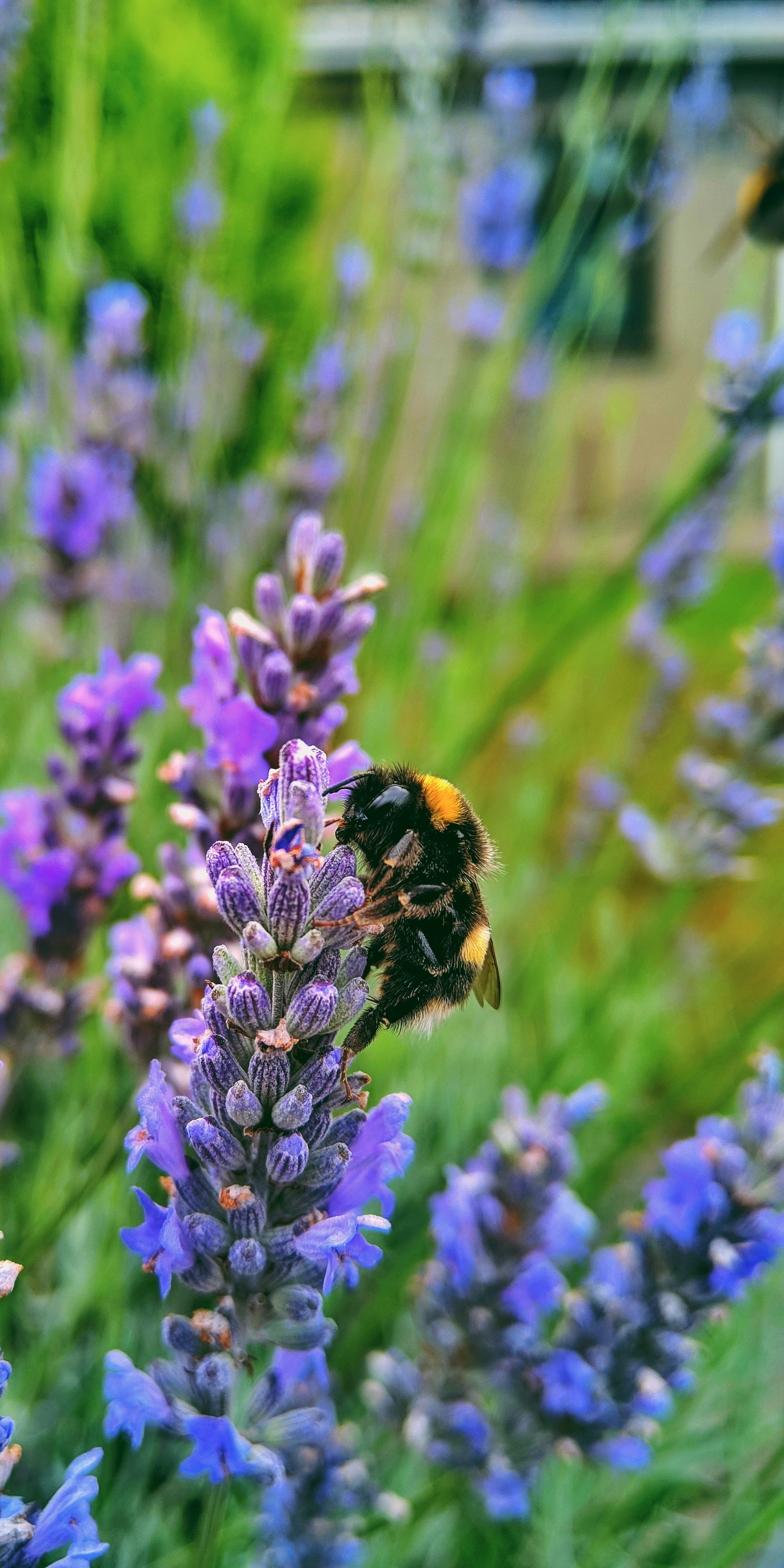Foto de abeja en flor morada – Imagen gratuita Flor en Unsplash