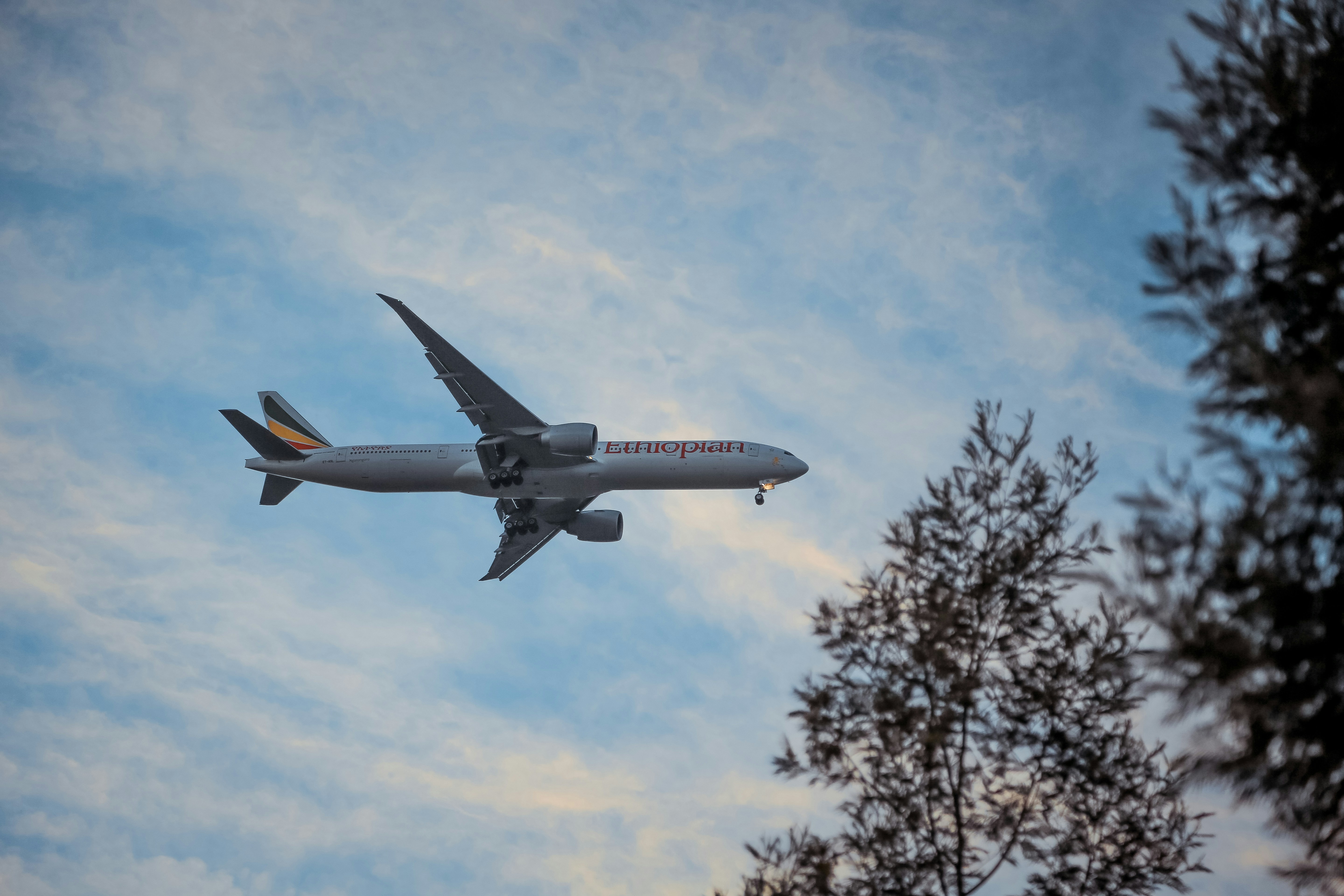 Transcontinental traveler: a Delta/Airline jet glides past skeletal trees