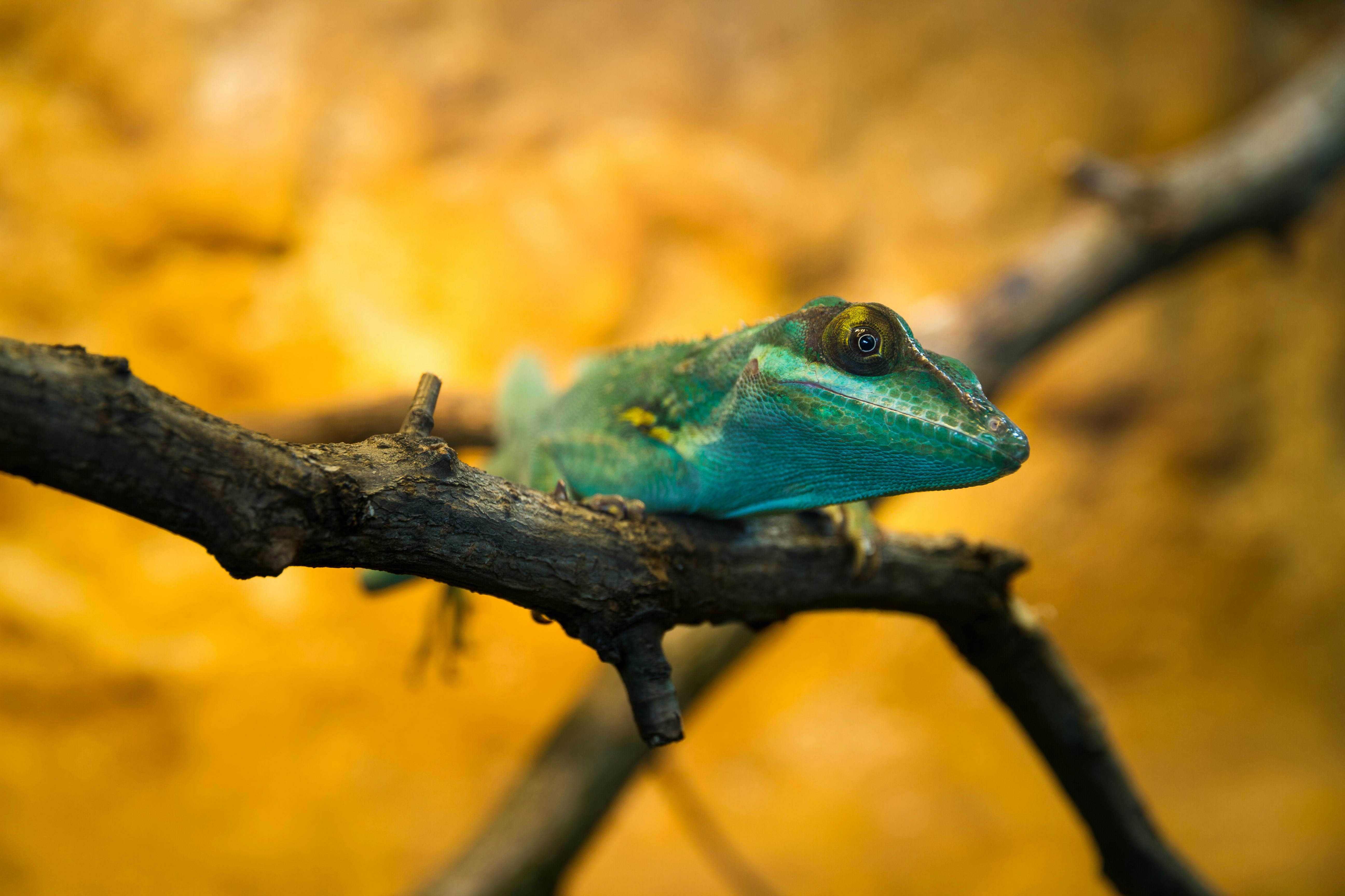 Green lizard resting on a branch against a warm, golden backdrop.
