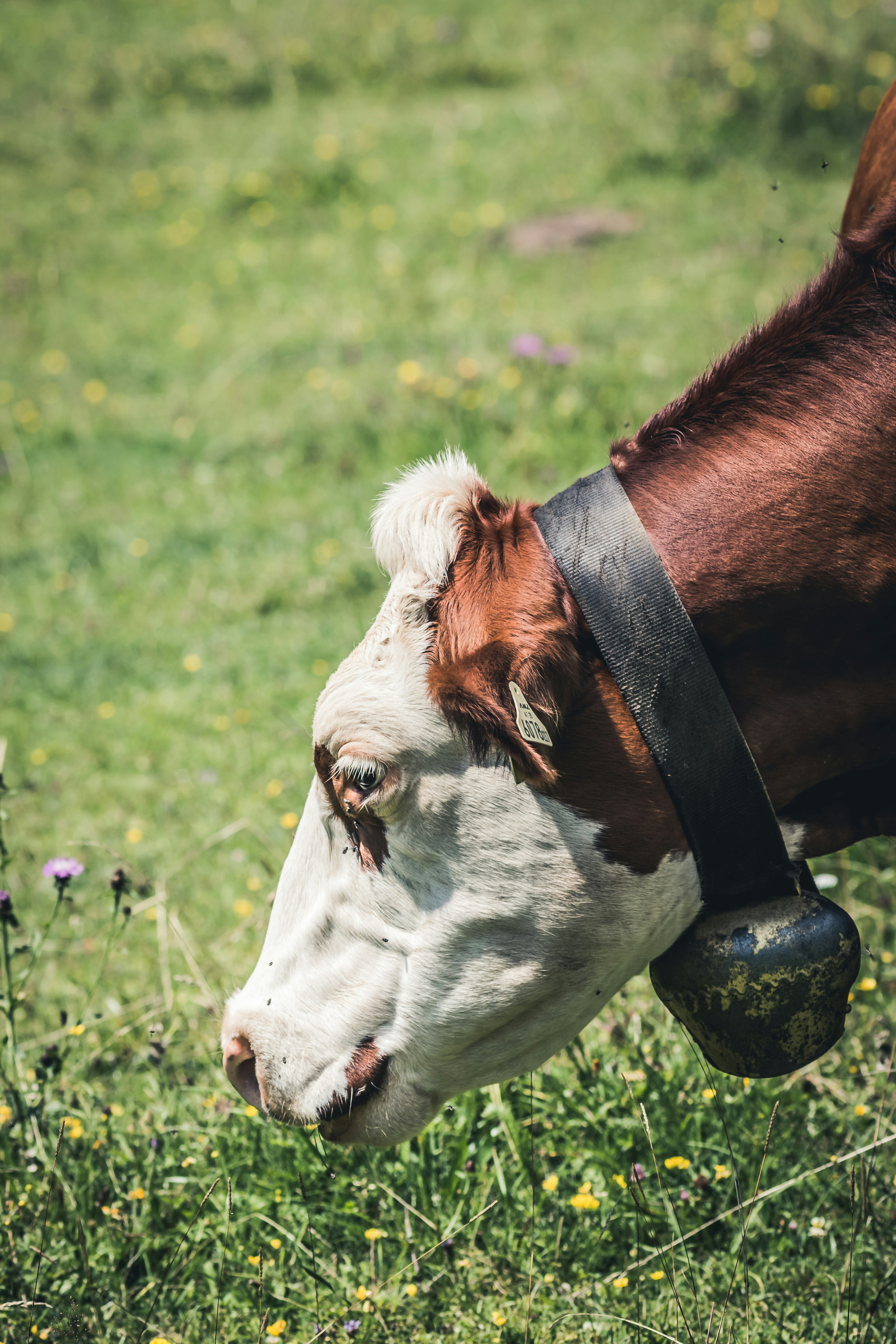 Close-up of a brown and white cow grazing in a vibrant meadow filled with wildflowers.