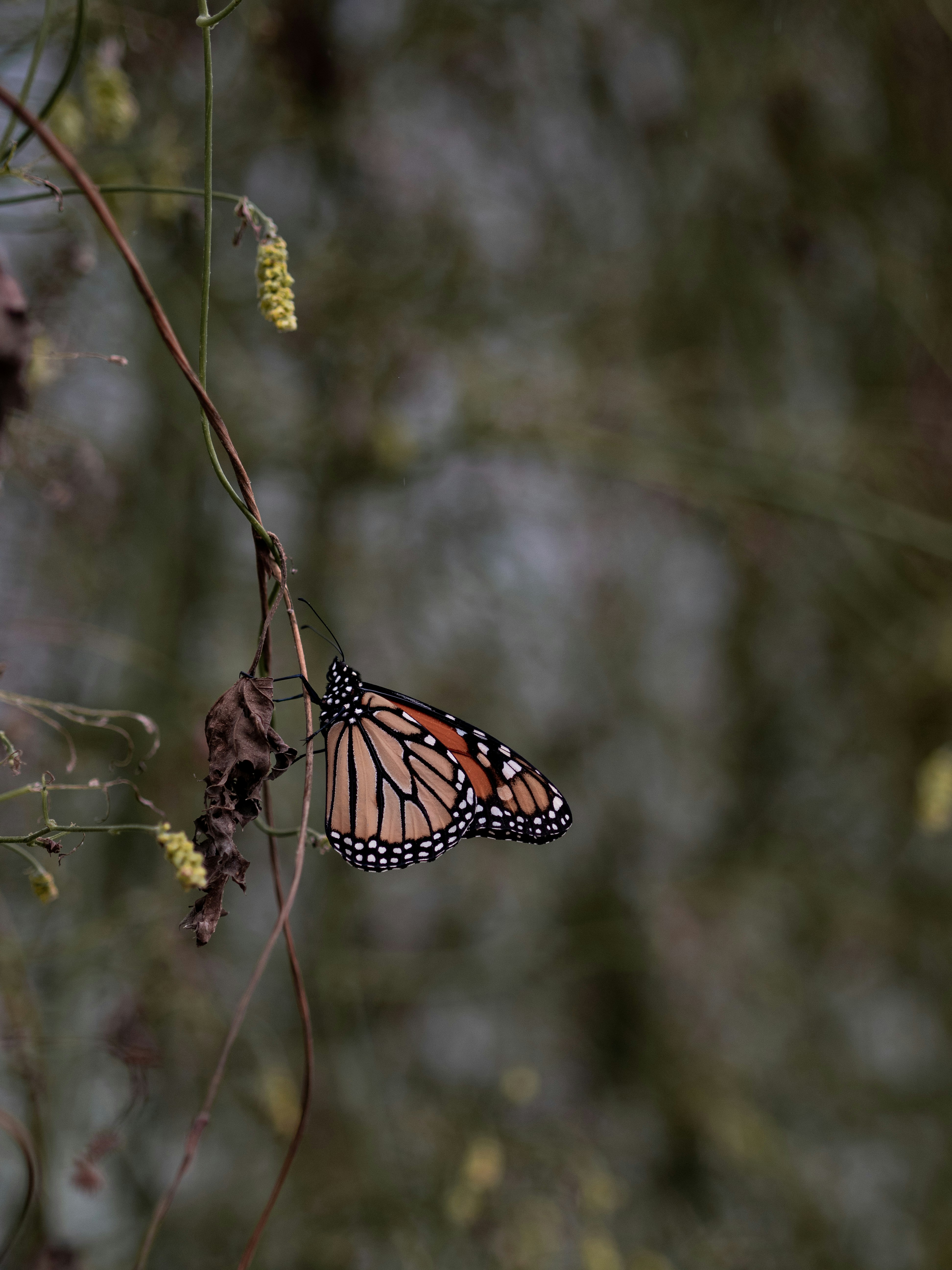 Monarch on a Vine: Delicate Wings in a Velvet Green Blur