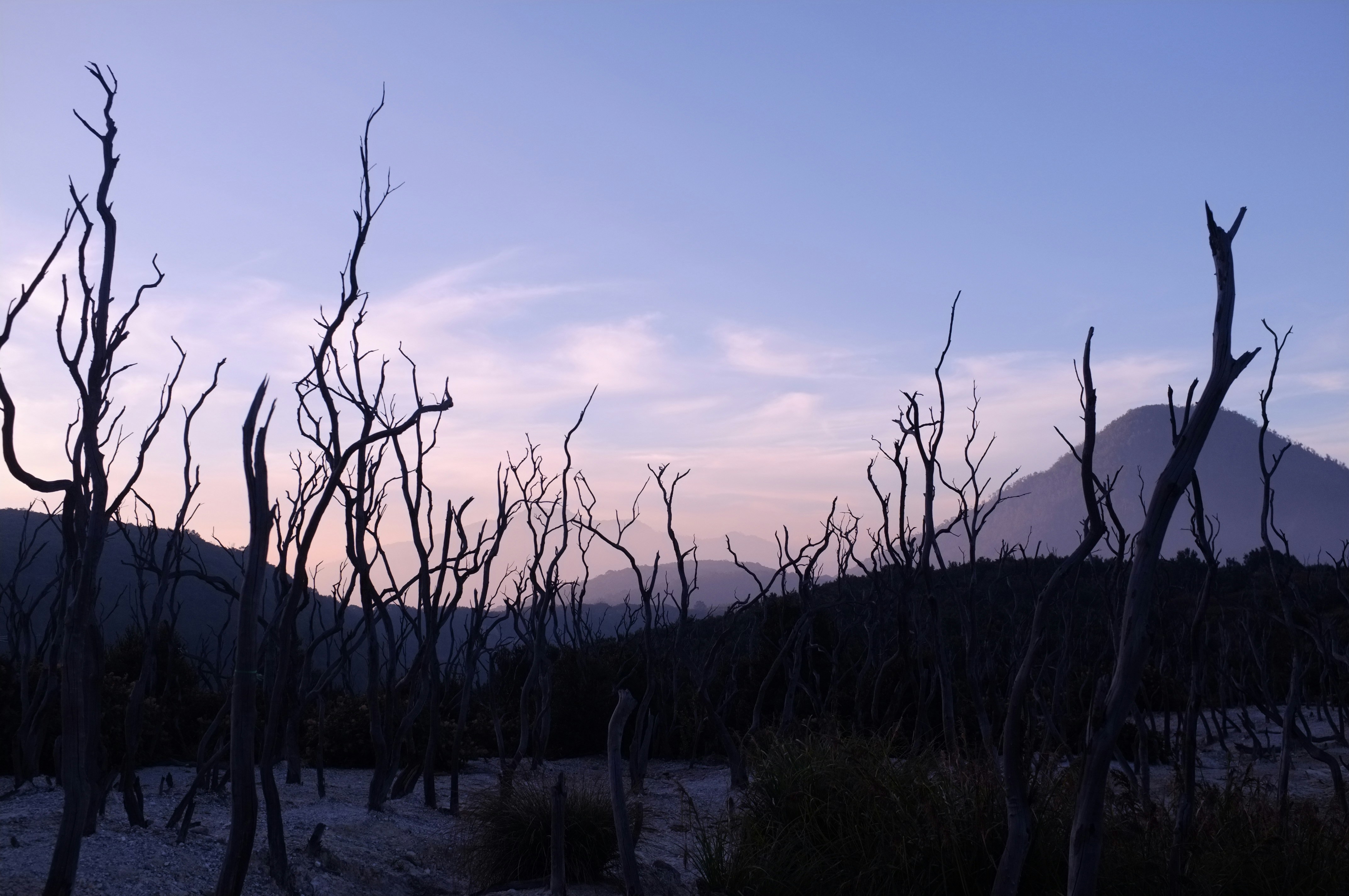 Silhouetted dead trees stretch towards a pastel sky at dusk, hinting at the remnants of a once-thriving landscape.