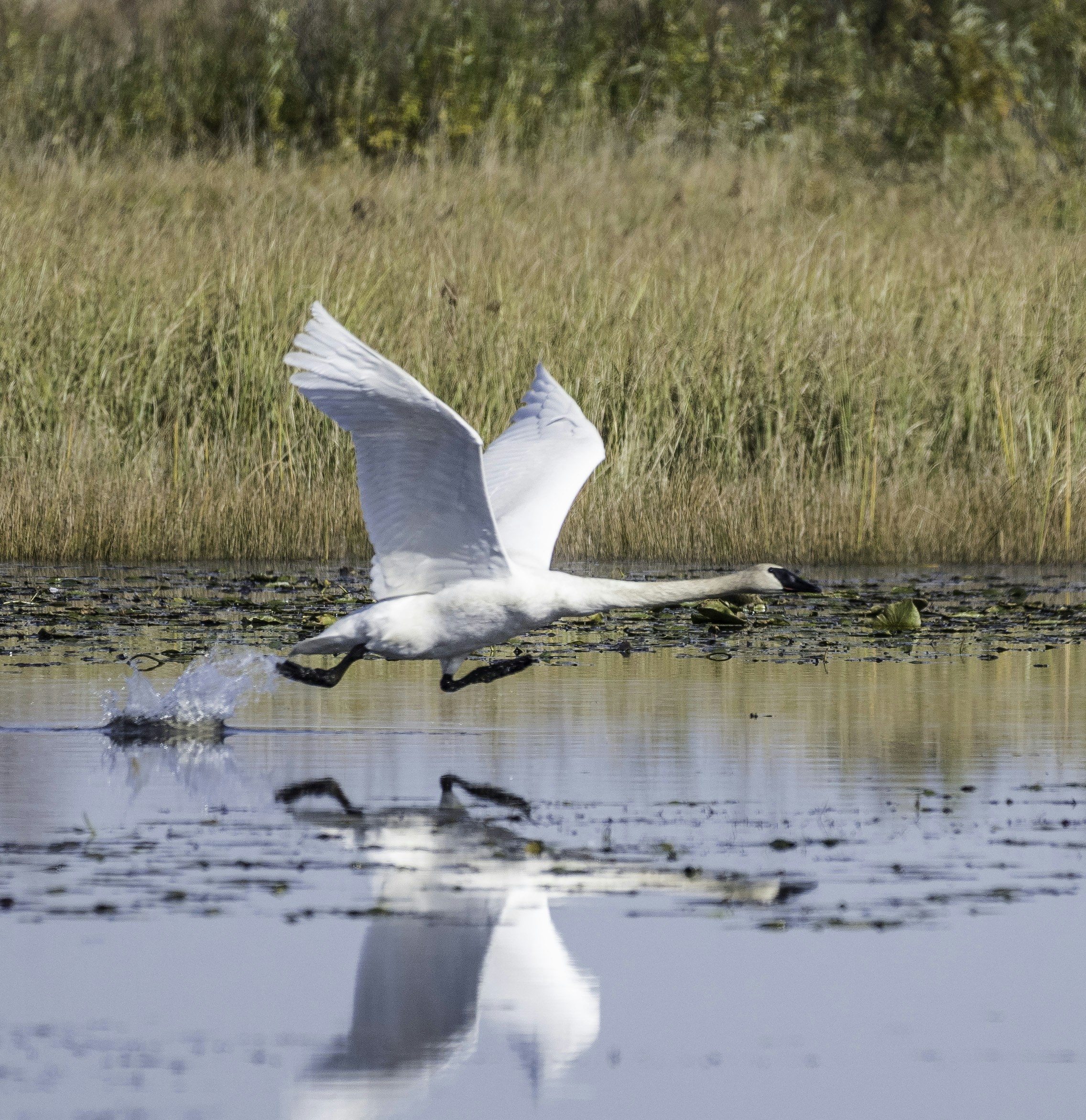 White goose flying near body of water photo – Free United states Image ...