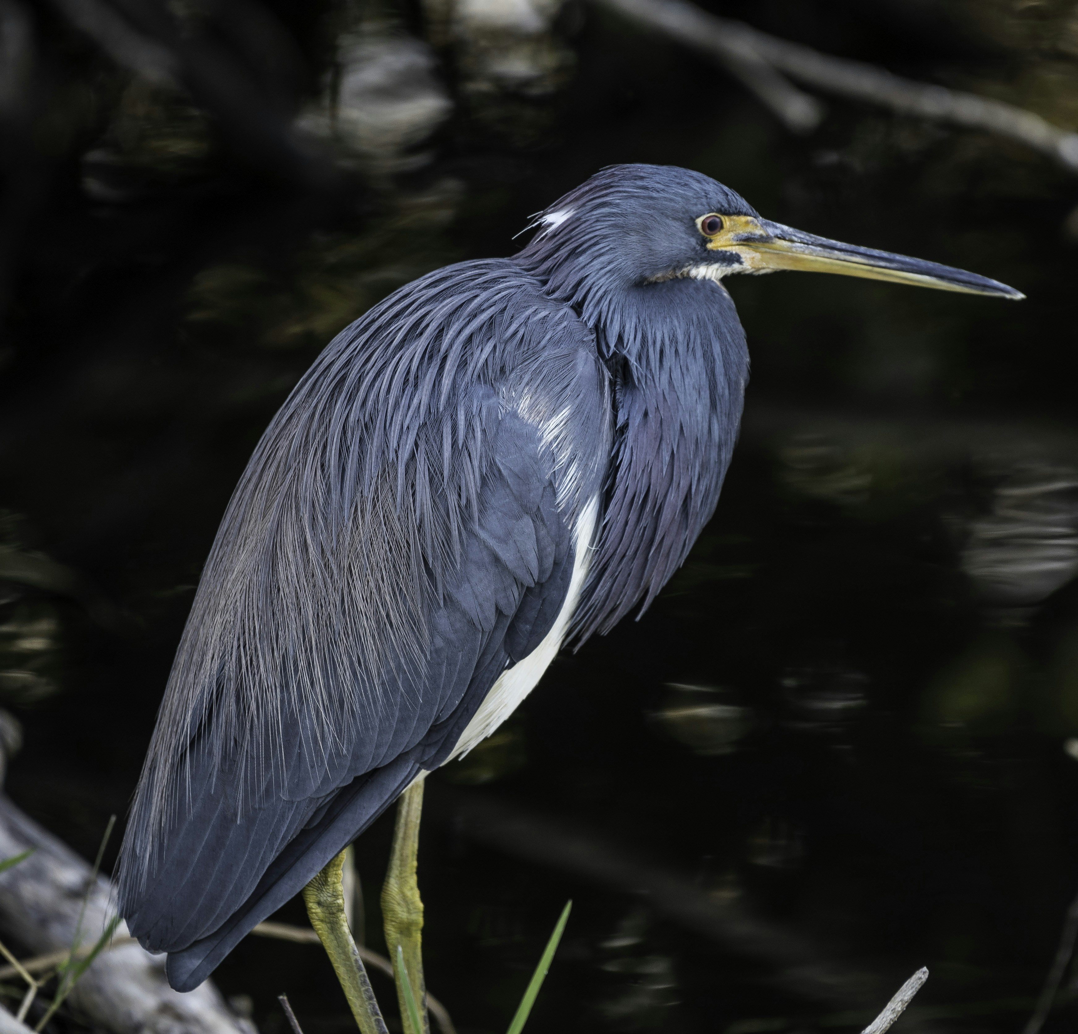 Caught a photo of a Blue Heron standing in the water. If you use this photo, please consider crediting https://www.goodfreephotos.com , not required but always appreciated. | blue and white bird