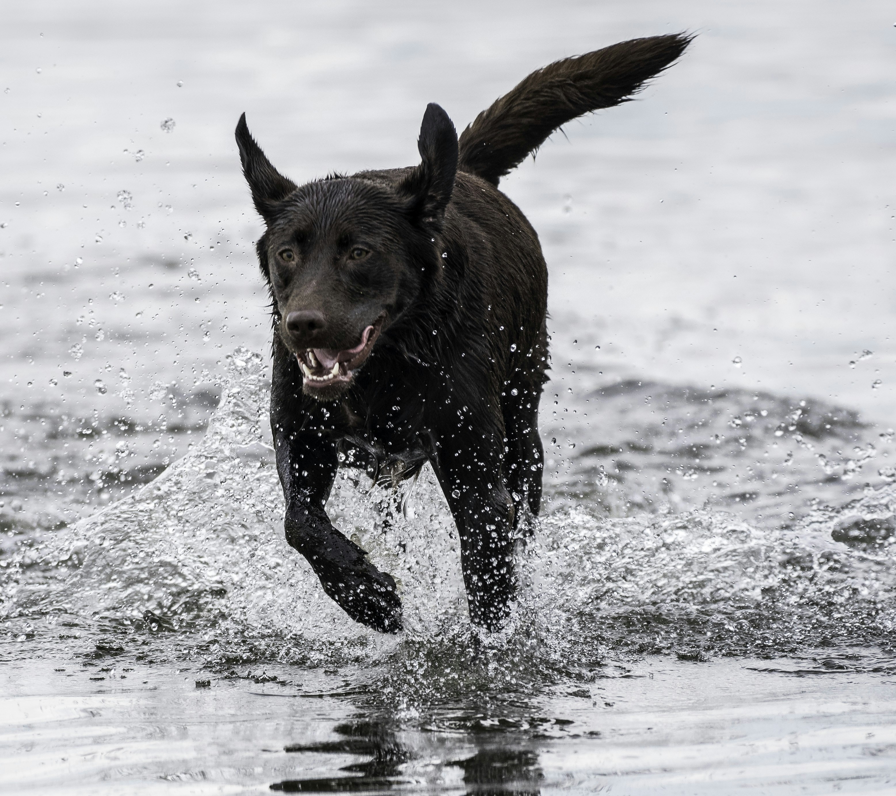 Short-coated black dog running on body of water photo – Free Dog Image ...